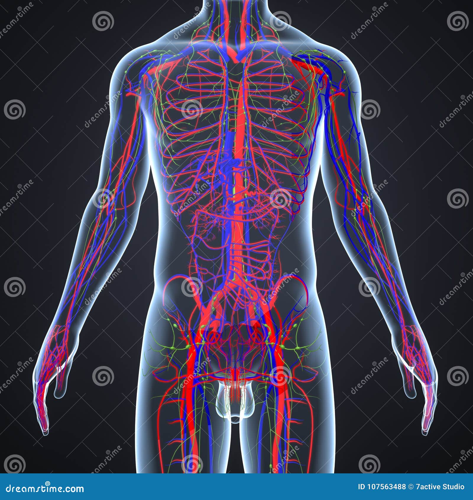 Arterie, Vene E Lymphnodes Con Il Corpo Umano Illustrazione di Stock ...