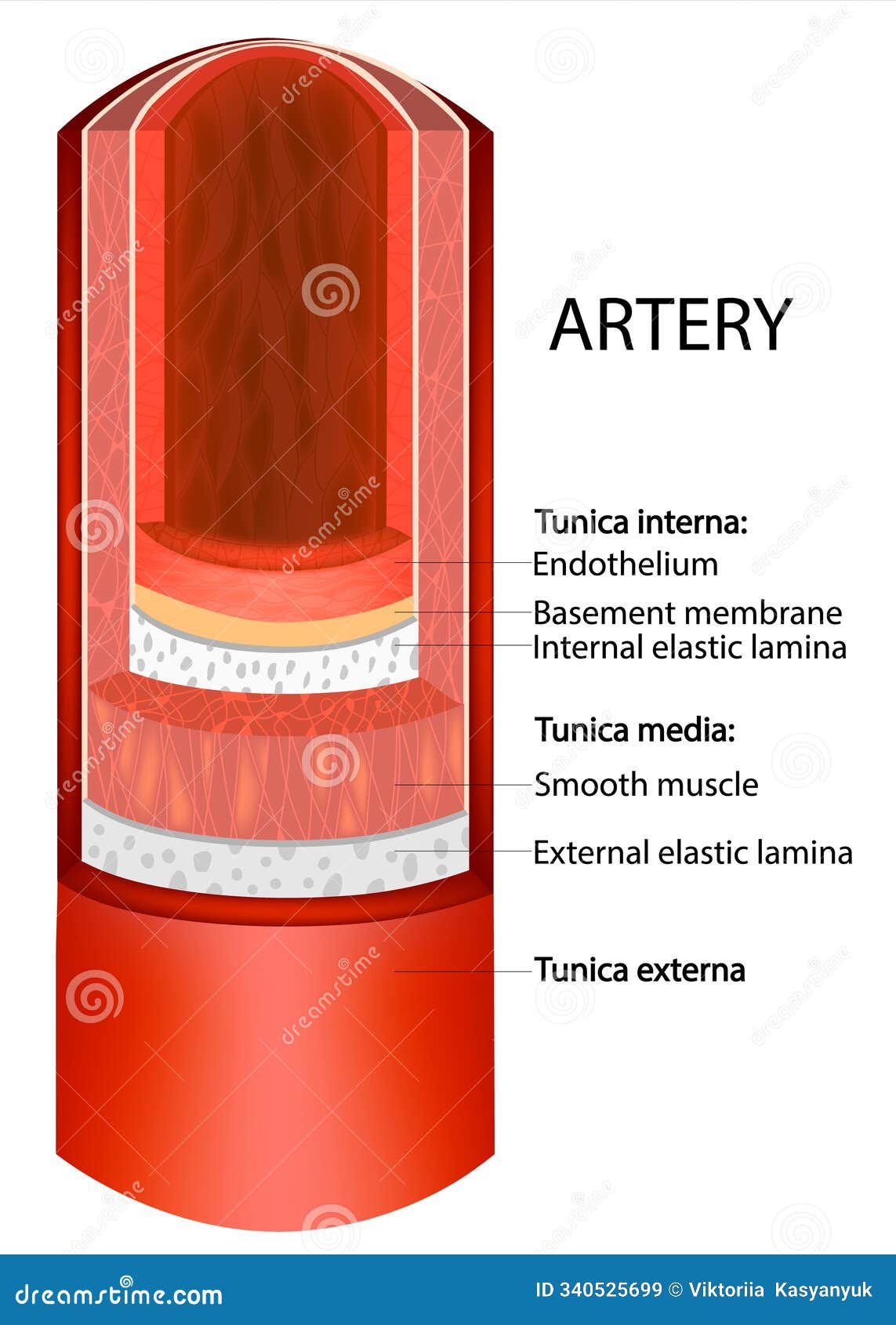 Arteries Layers. Structure Artery Wall Infographic Stock Image - Image ...
