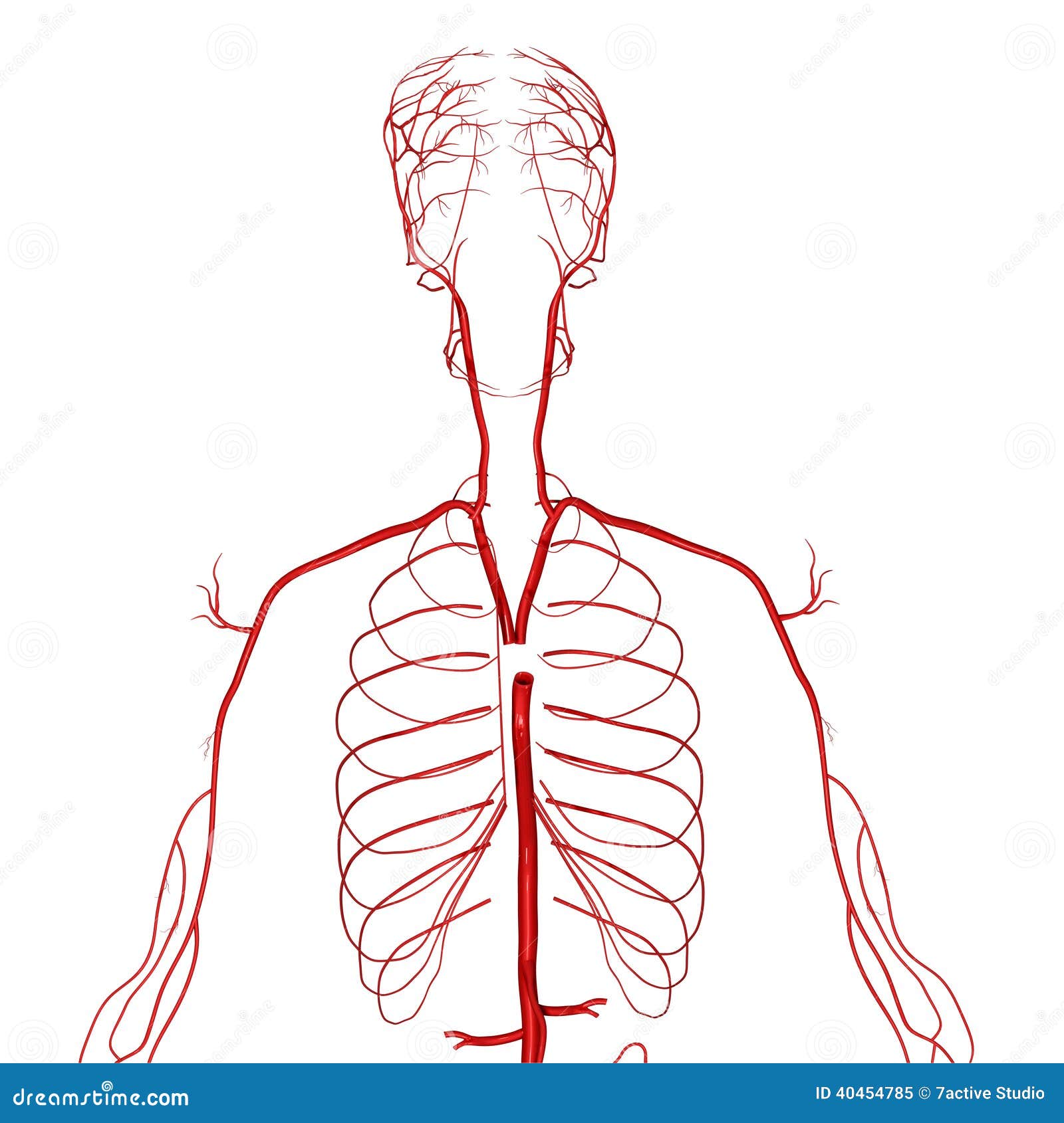 Arteries Cartoons, Illustrations & Vector Stock Images - 13637 Pictures ...