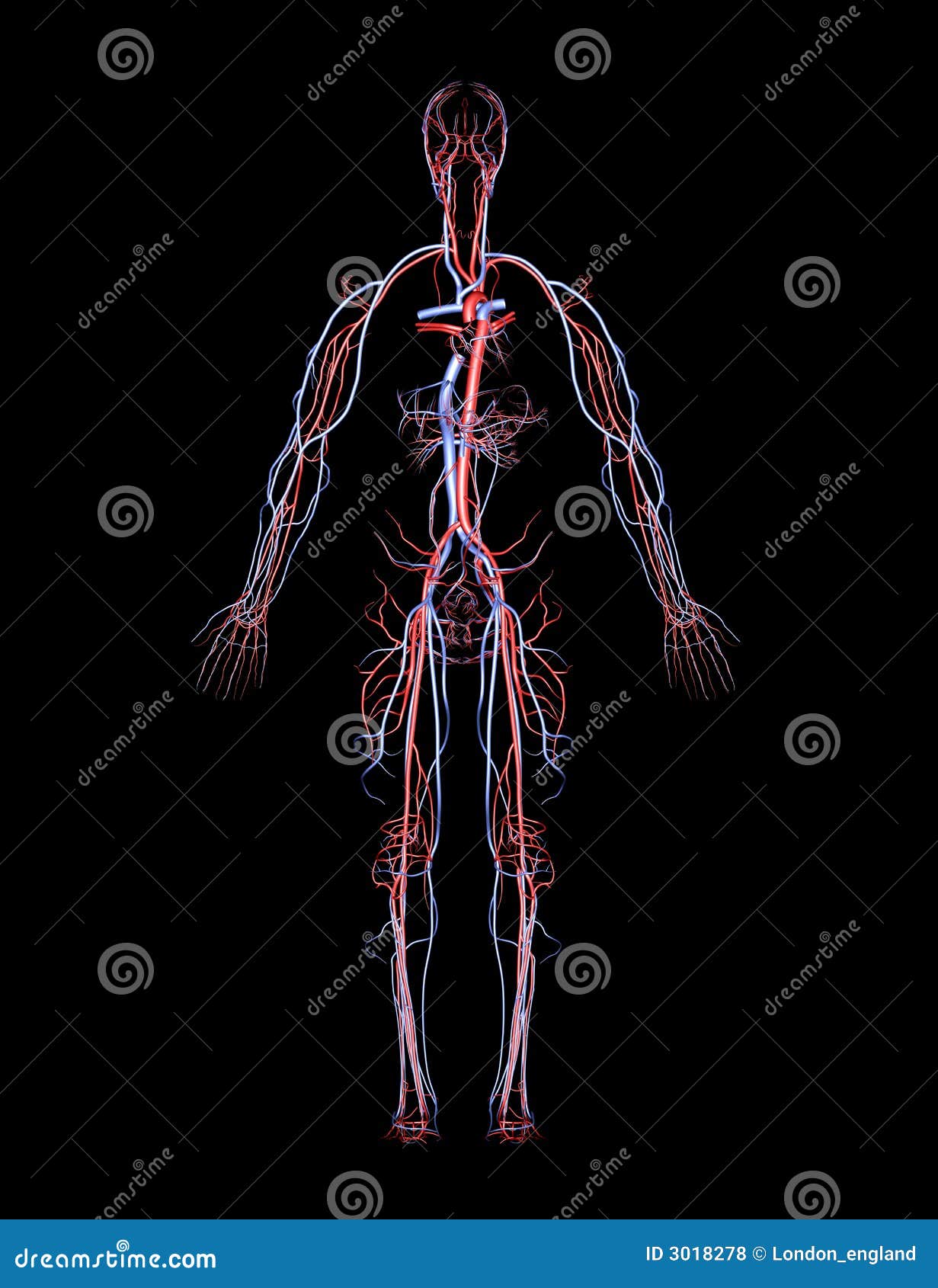 Eye Veins, Human Red Blood Vessels, Blood System. Vector Illustration ...