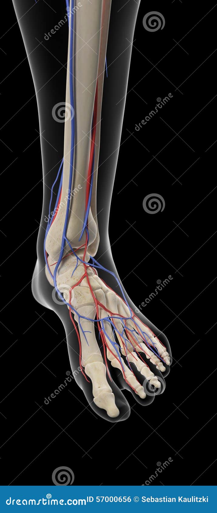 Foot Artery Anatomy