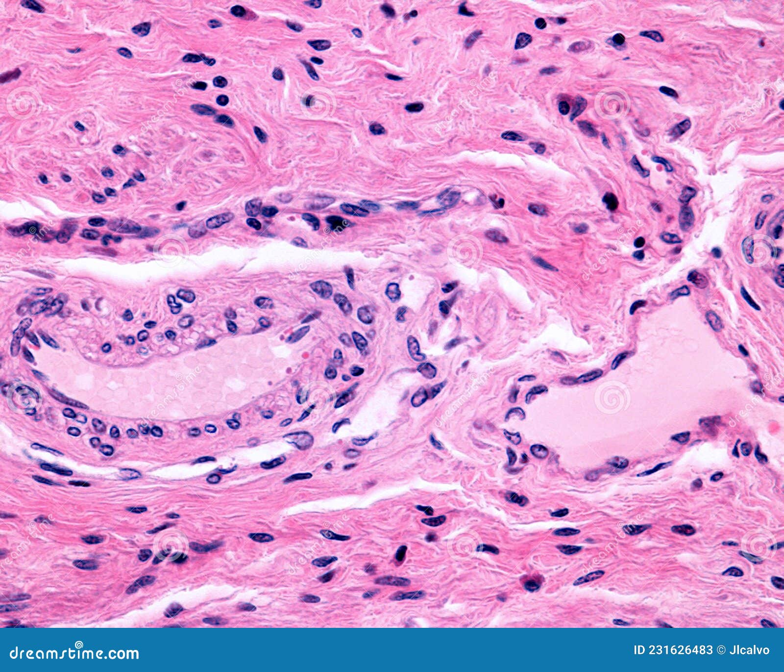 Arteriole and venule stock illustration. Illustration of histology ... Arteriole and venule stock illustration. Illustration of histology ...