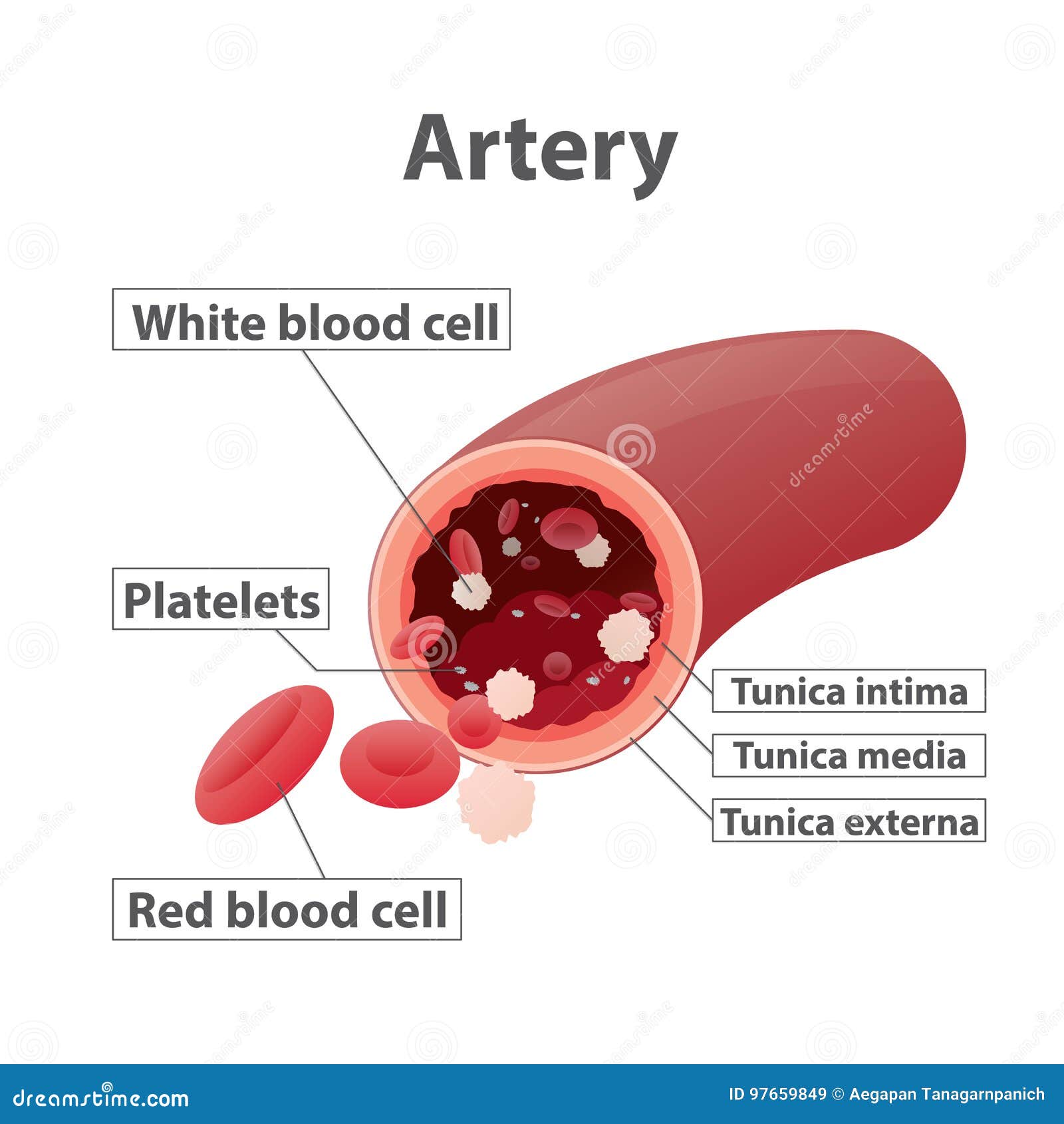 Artery Illustration Vector on White Background. Medical Concept Stock ...