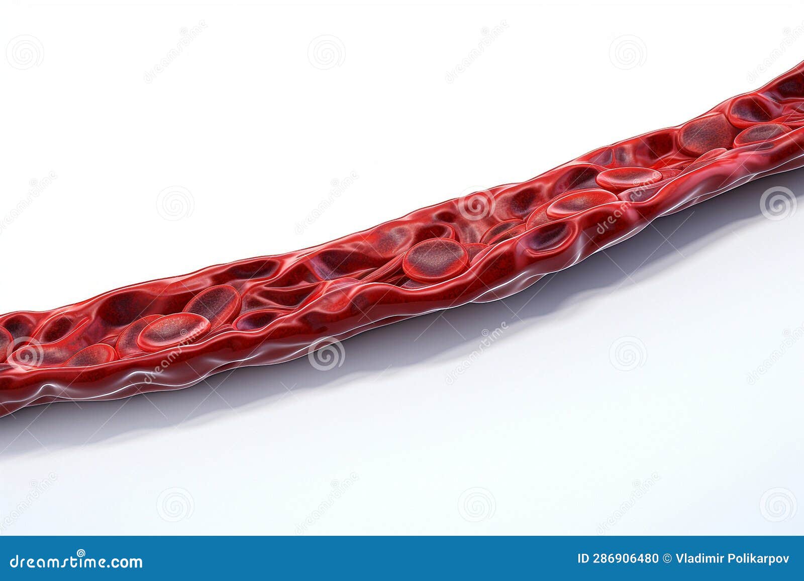 The Artery Isolated on a White Background Stock Photo - Image of ...