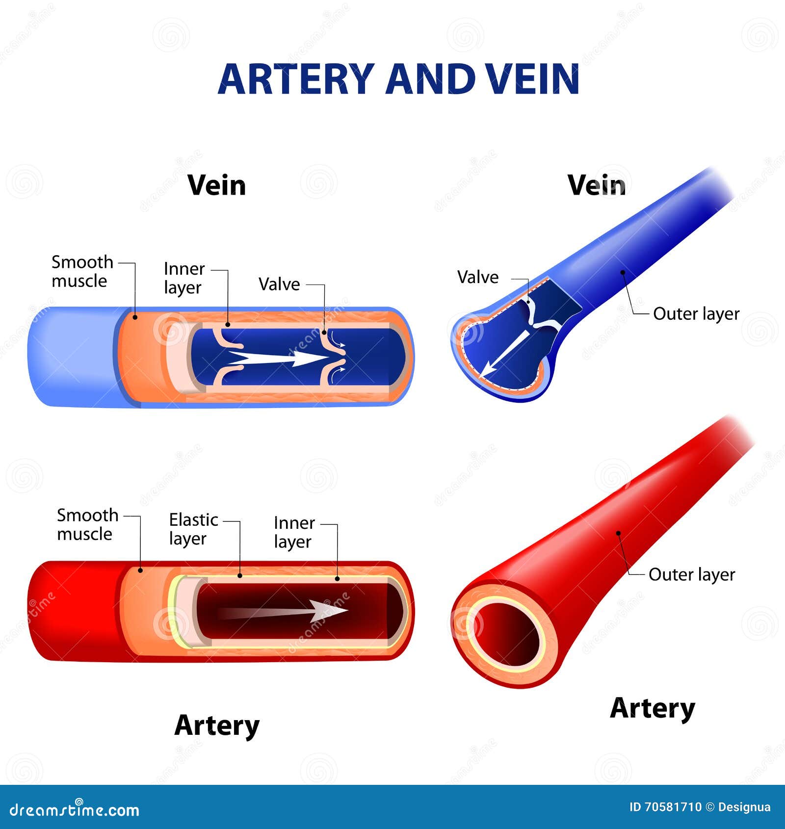 Artery and vein. stock illustration. Illustration of biology - 70581710