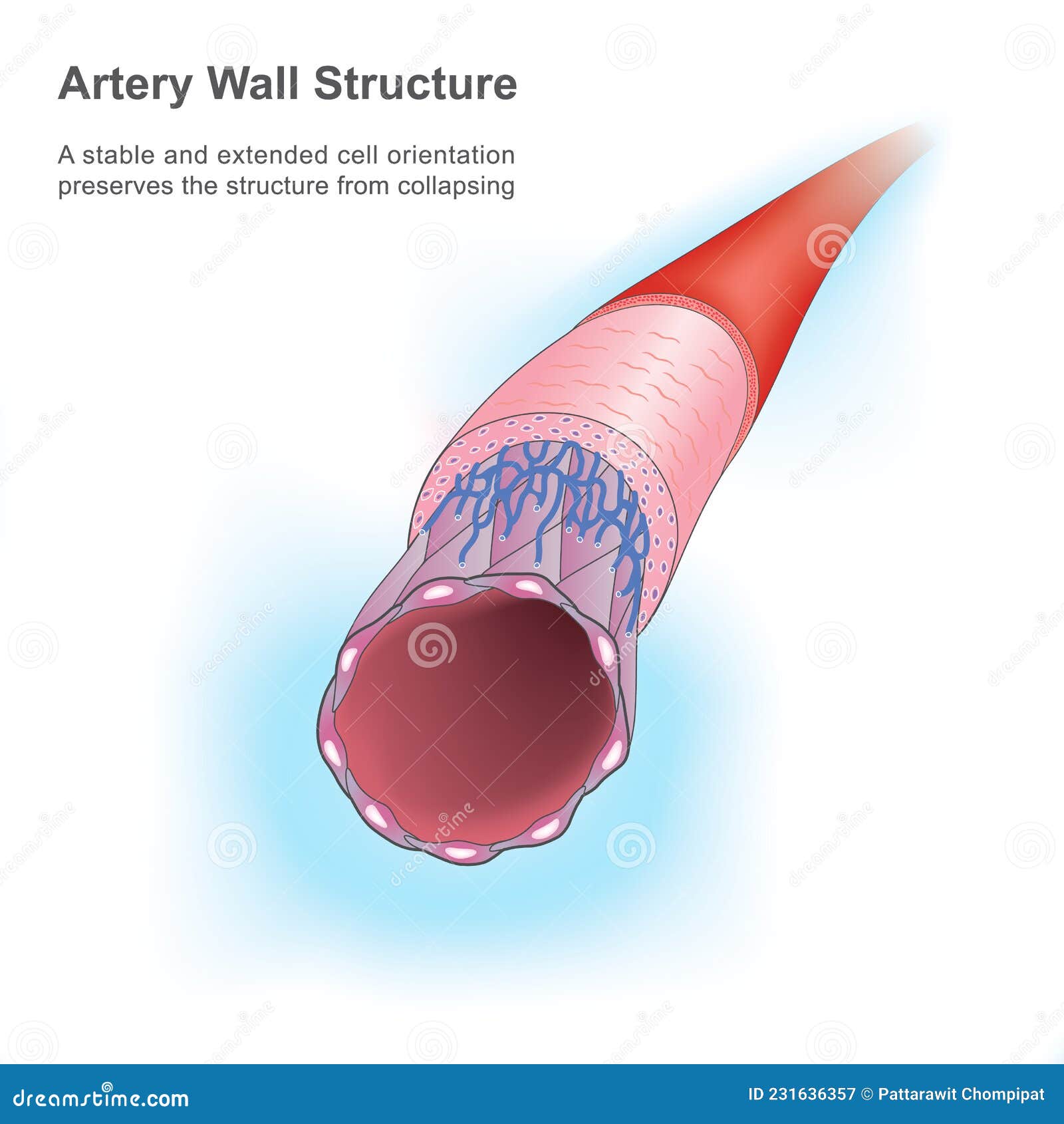 Structure Of Artery Wall Infographic Diagram Cartoon Vector ...