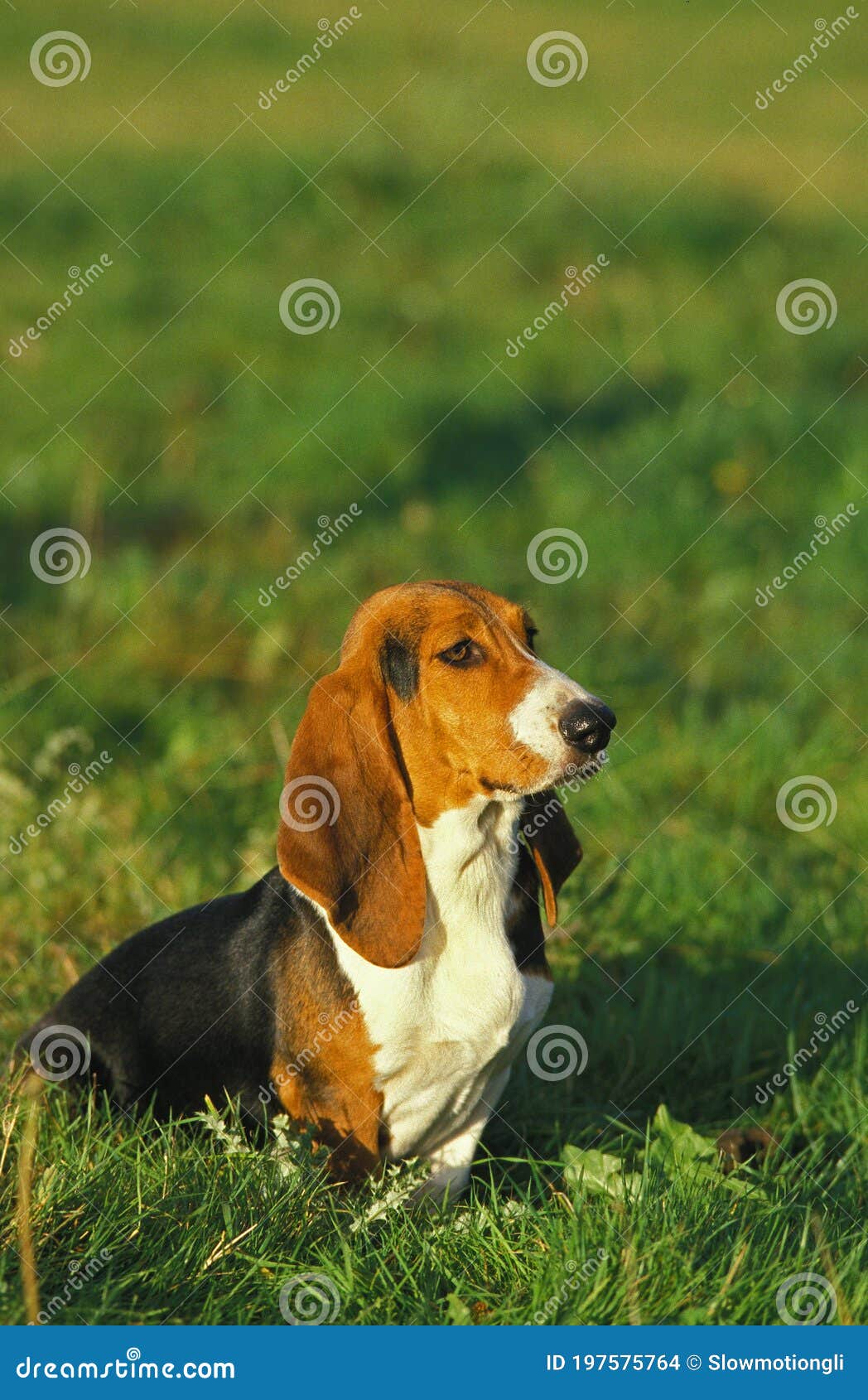 Artesian Norman Basset or Basset Artesian Normand Sitting on Grass ...