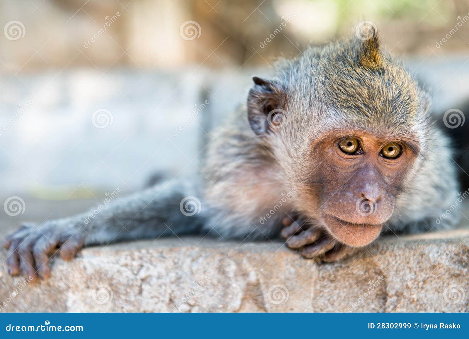 Artful Monkey Ready To Grab Stock Image - Image of asian, looking: 28302999