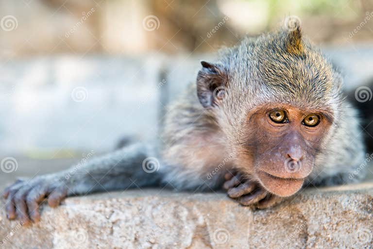 Artful Monkey Ready To Grab Stock Image - Image of asian, looking: 28302999