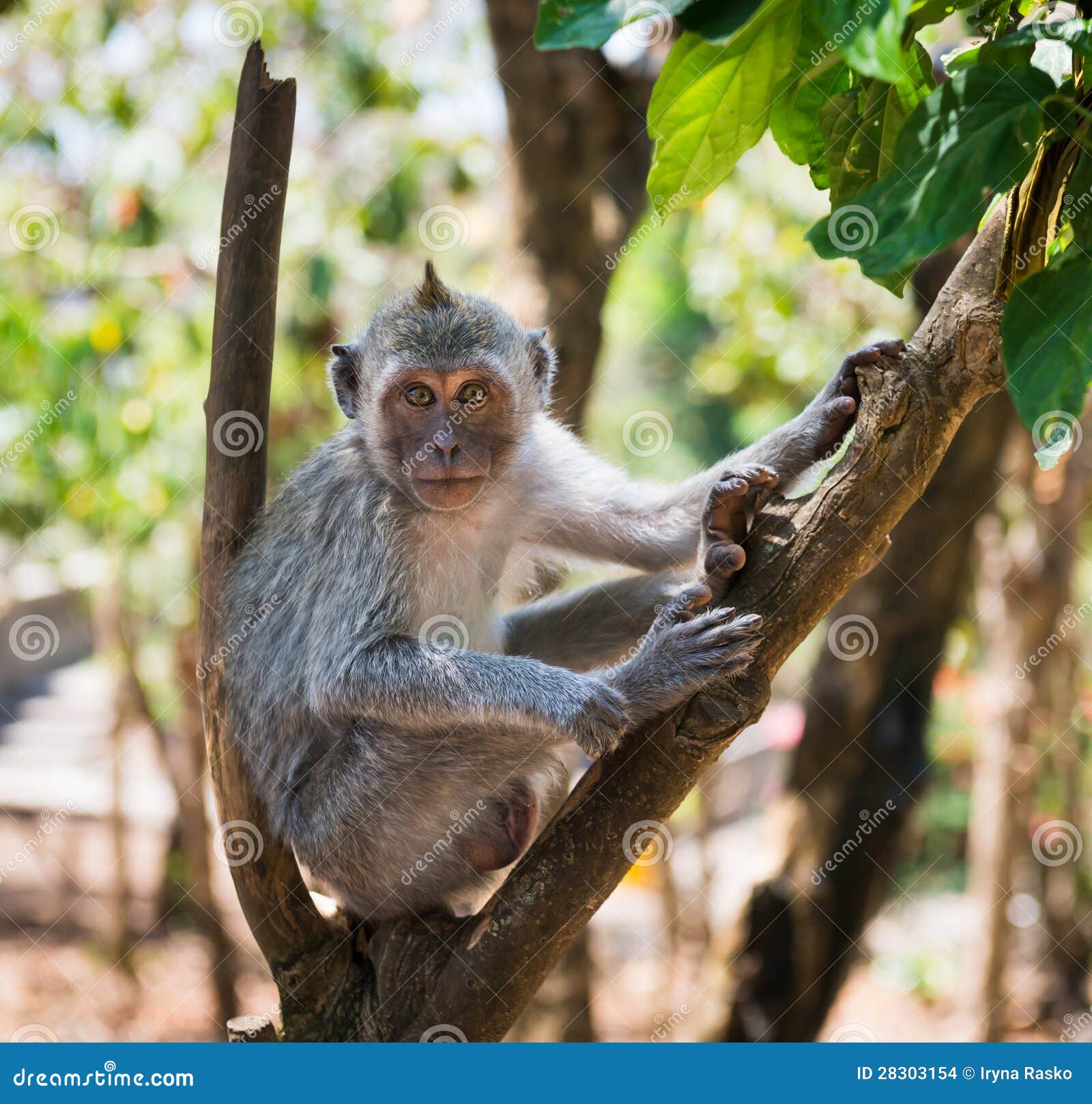 Artful Monkey Sitting on the Tree Stock Photo - Image of creature, face ...