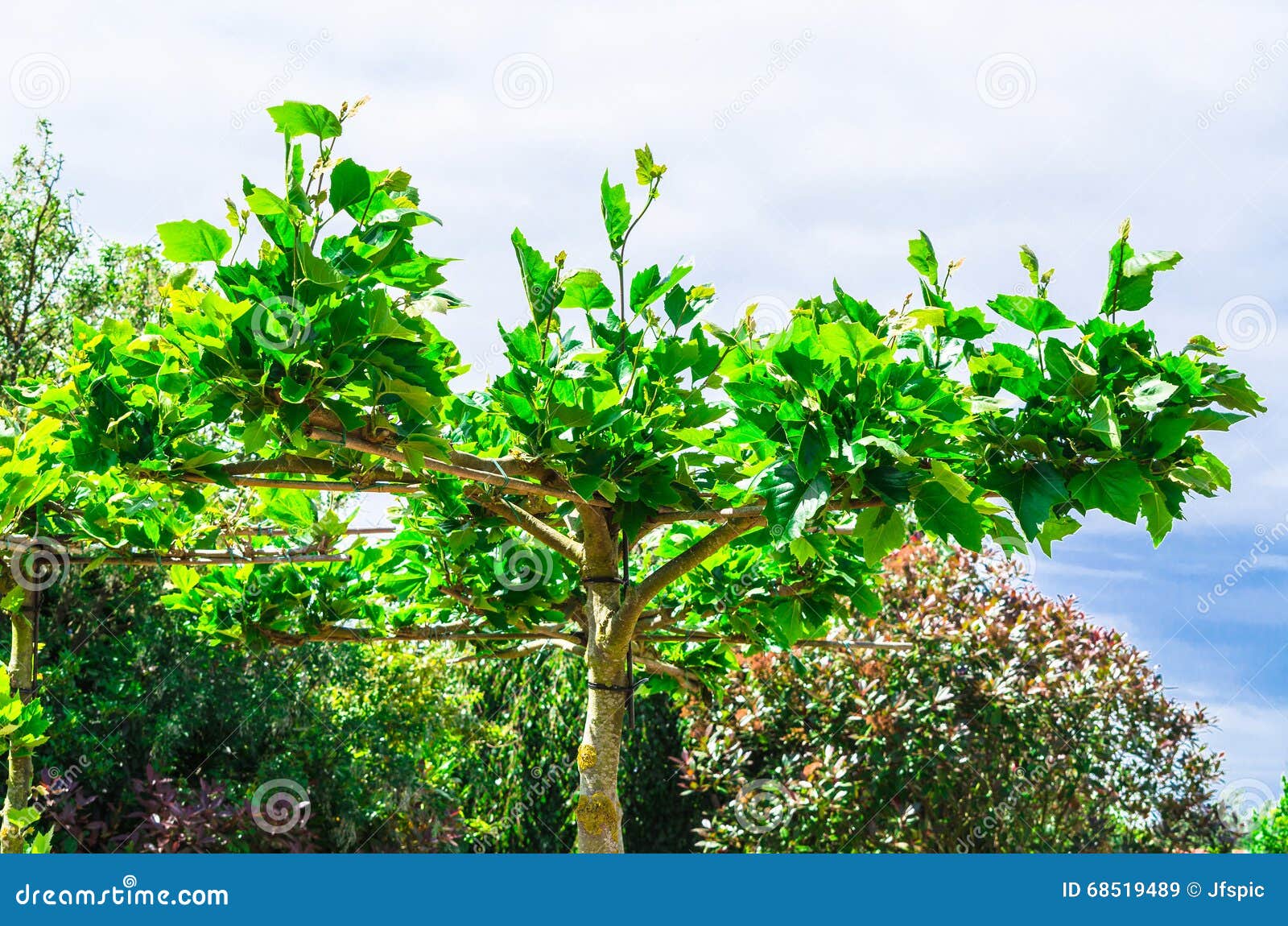 Artfully shaped Plane Tree stock image. Image of globe - 68519489