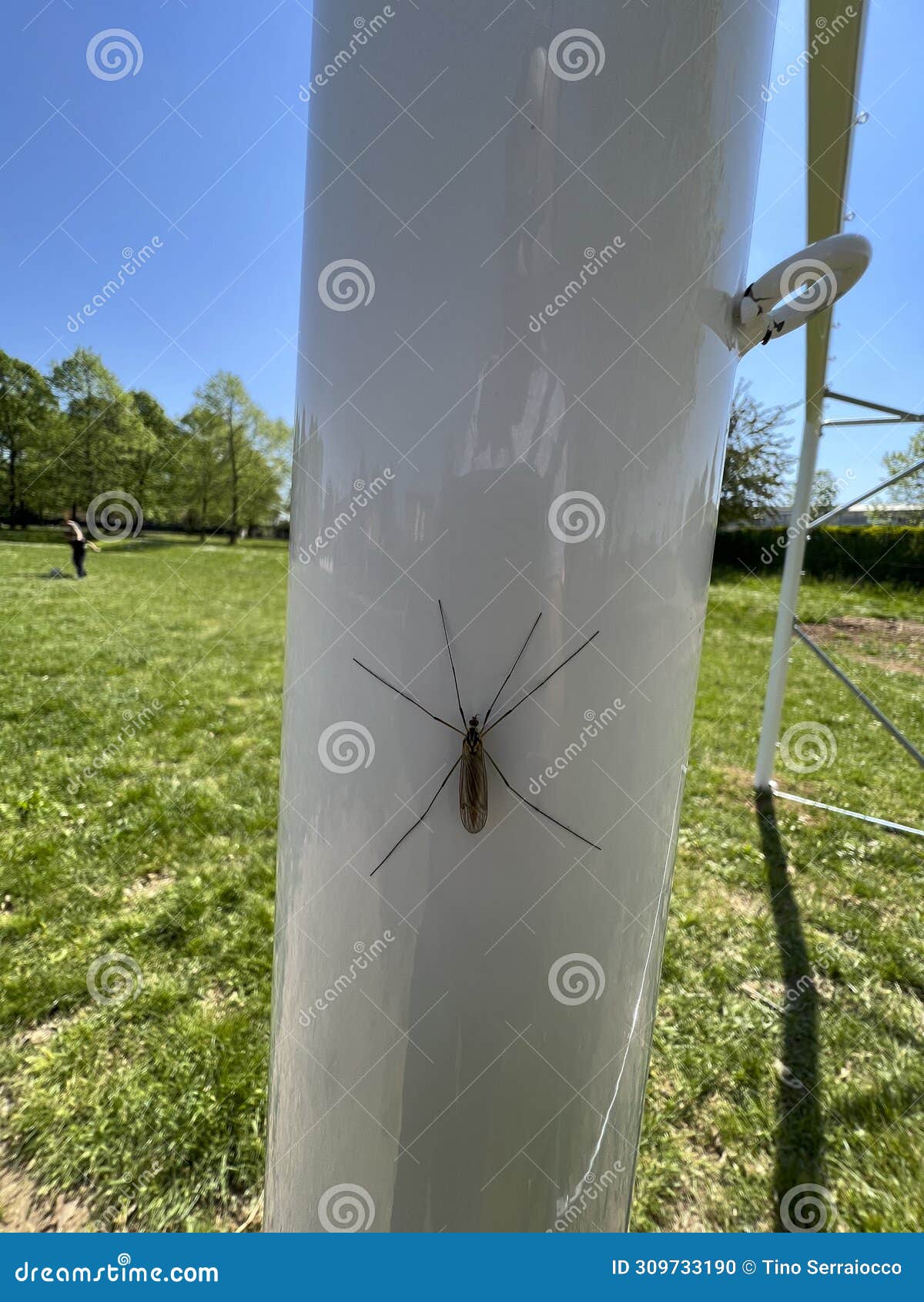 An Arthropod, Insect Pest with Wings, Perched on a White Pole Stock ...