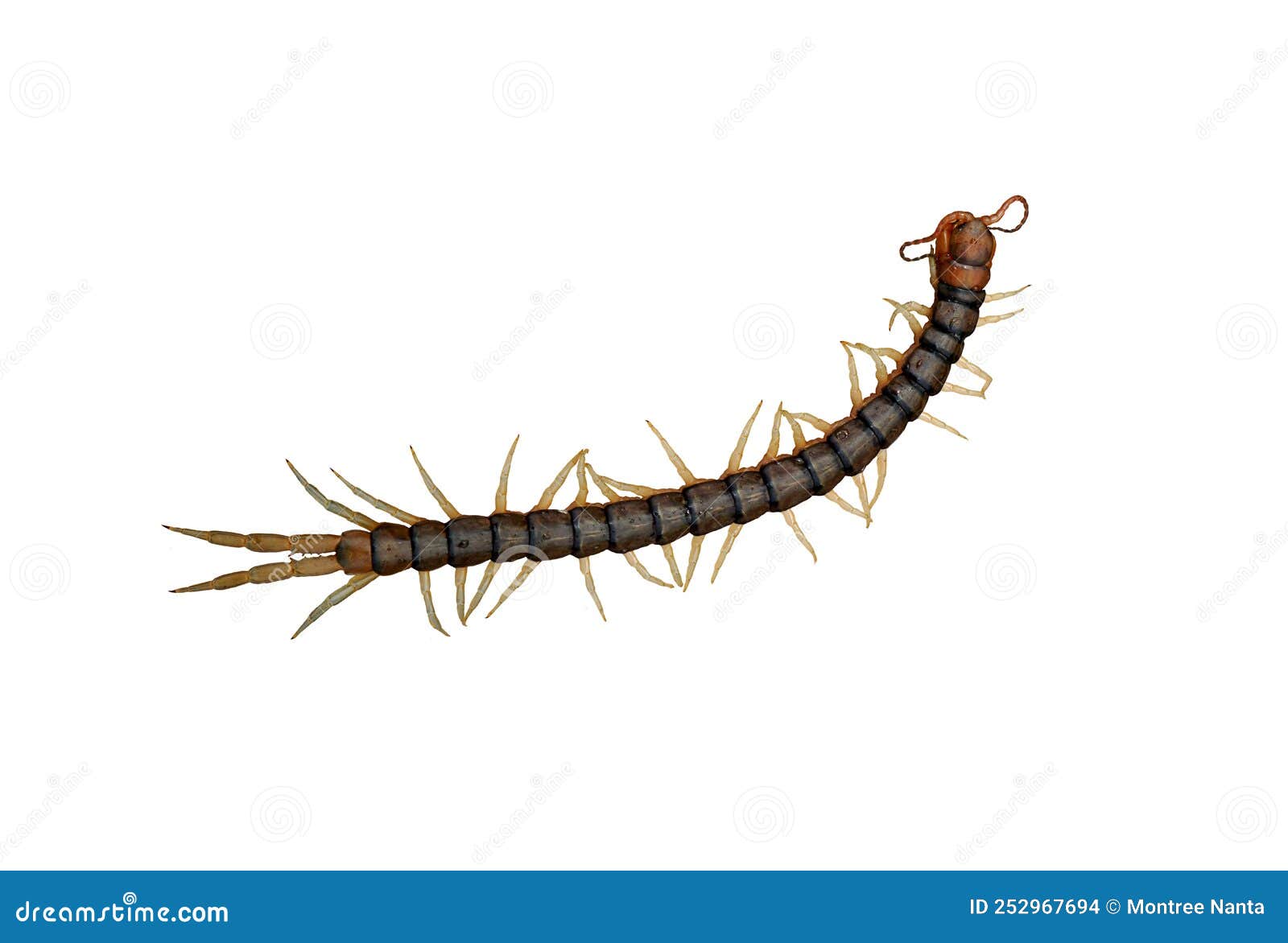 Centipede Isolated on White Background. Stock Photo - Image of ...