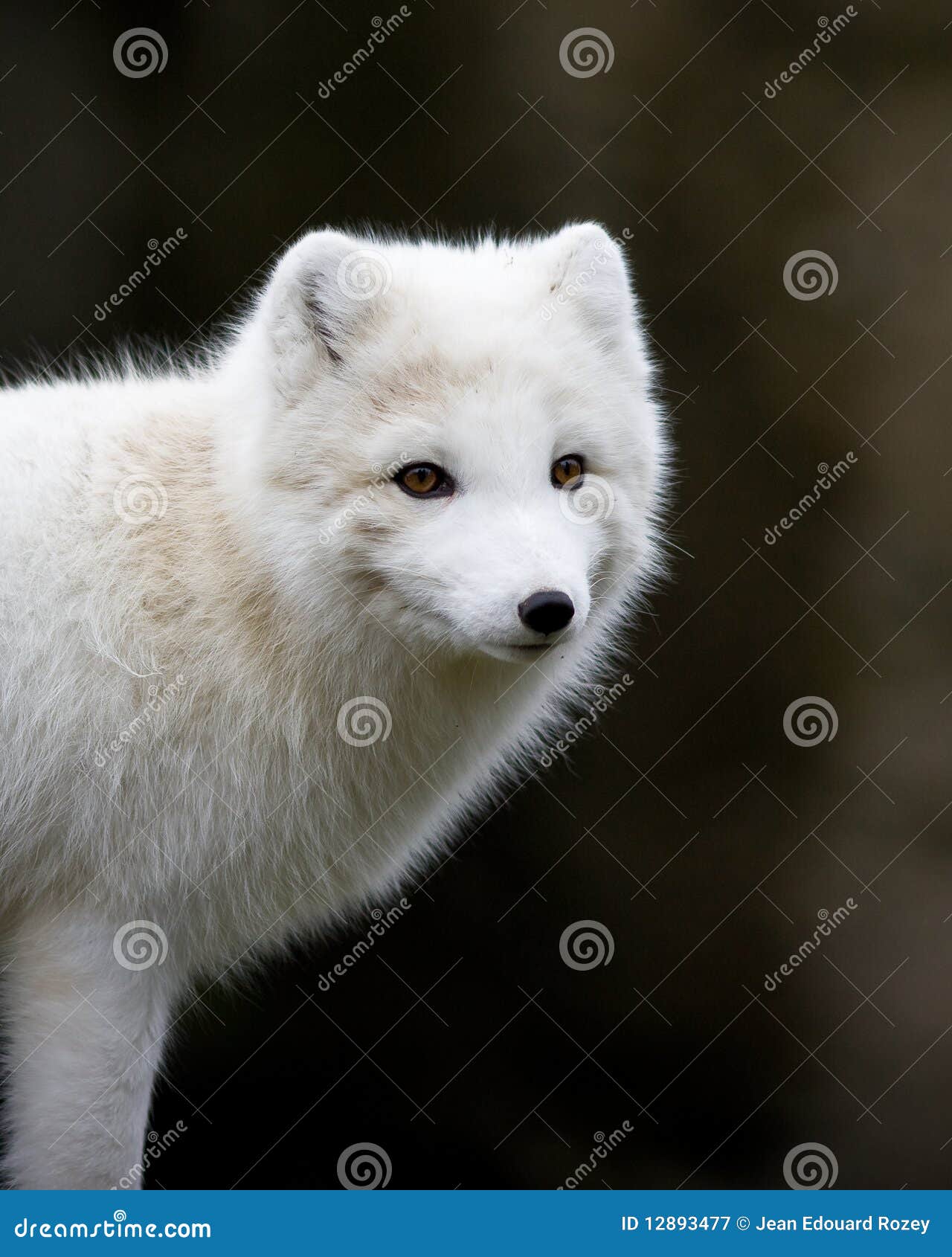 Artic fox stock image. Image of whiskers, snow, ears - 12893477