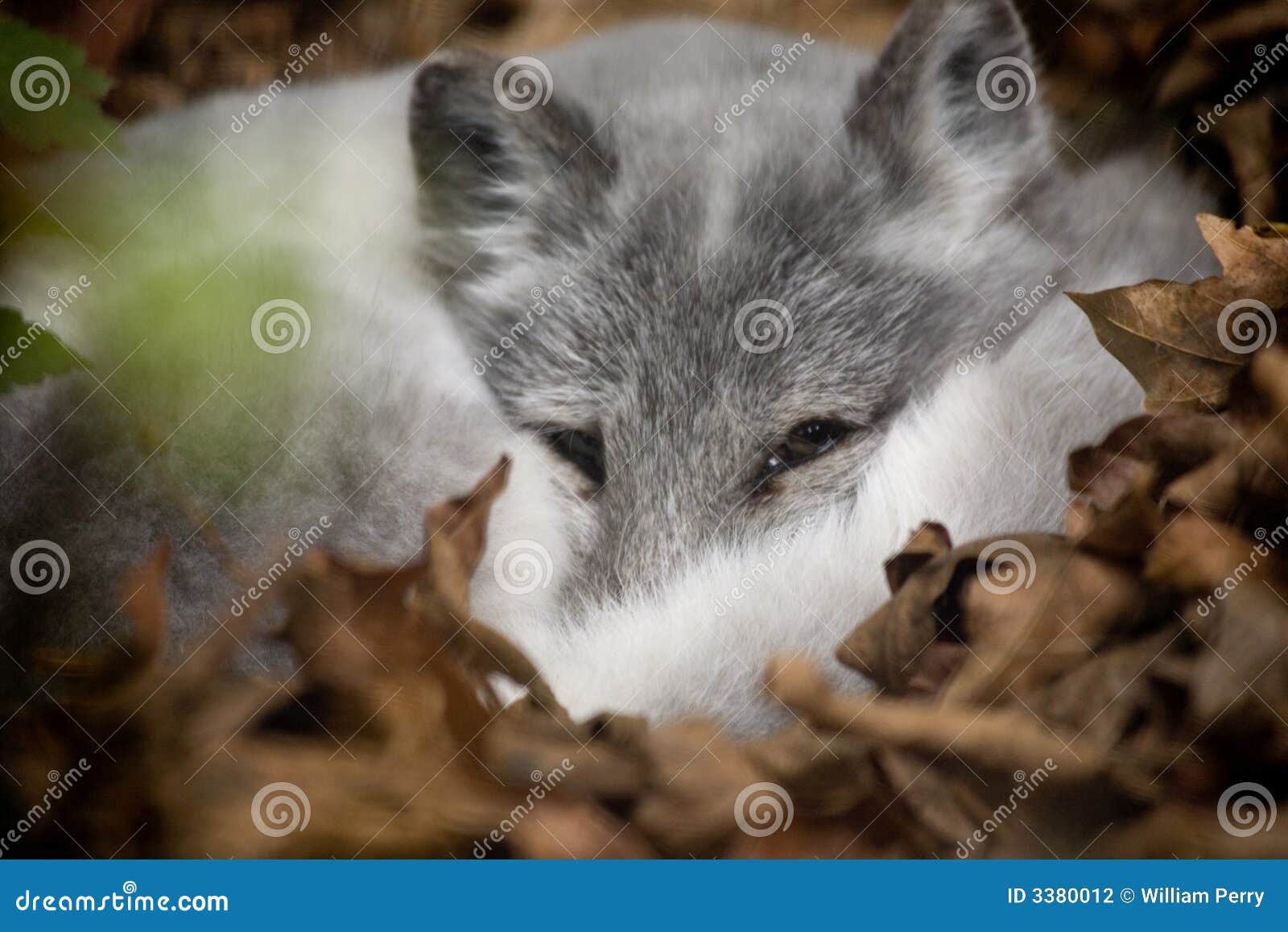 Artic Fox Peaking Out stock photo. Image of polar, hiding - 3380012