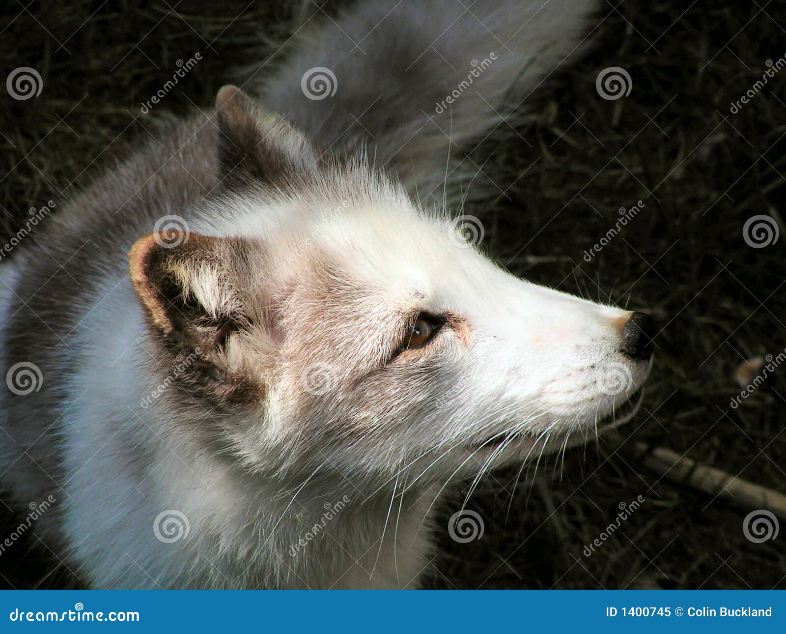 Artic Fox pup 3 stock image. Image of calm, shade, hunted - 1400745