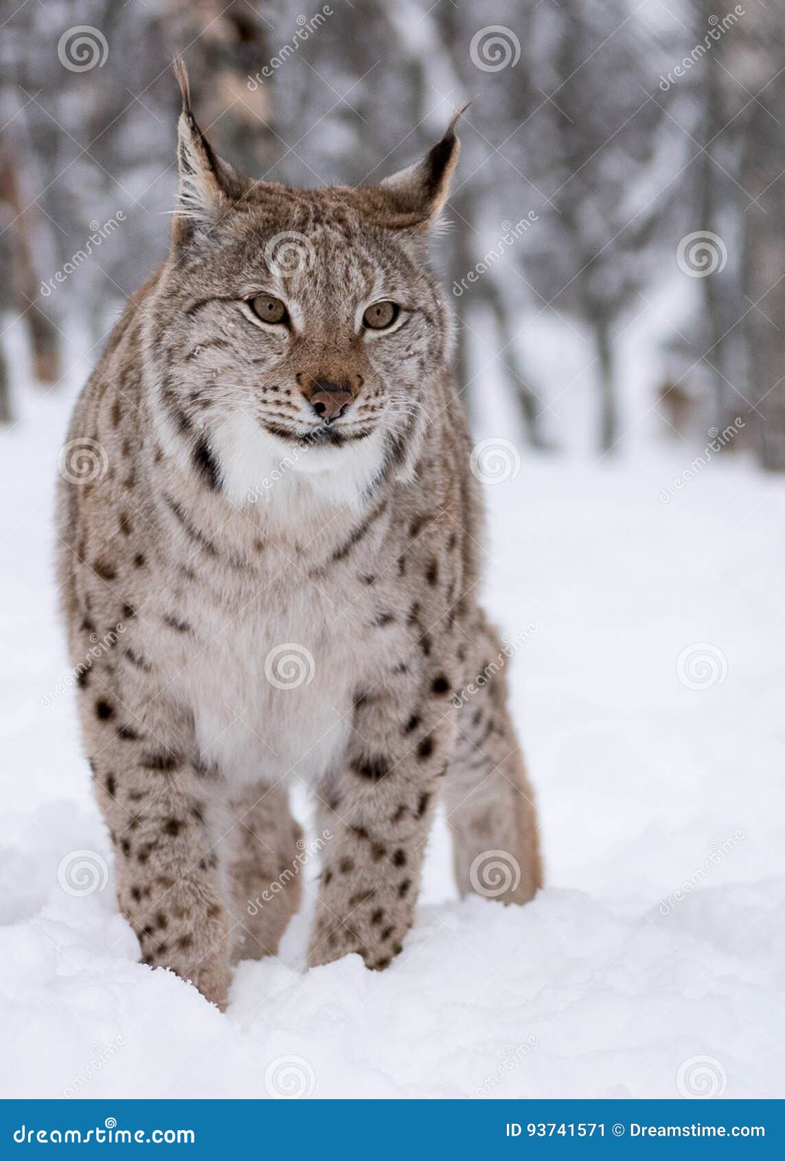 Artic Lynx stock image. Image of animals, wildlife, lynx - 93741571
