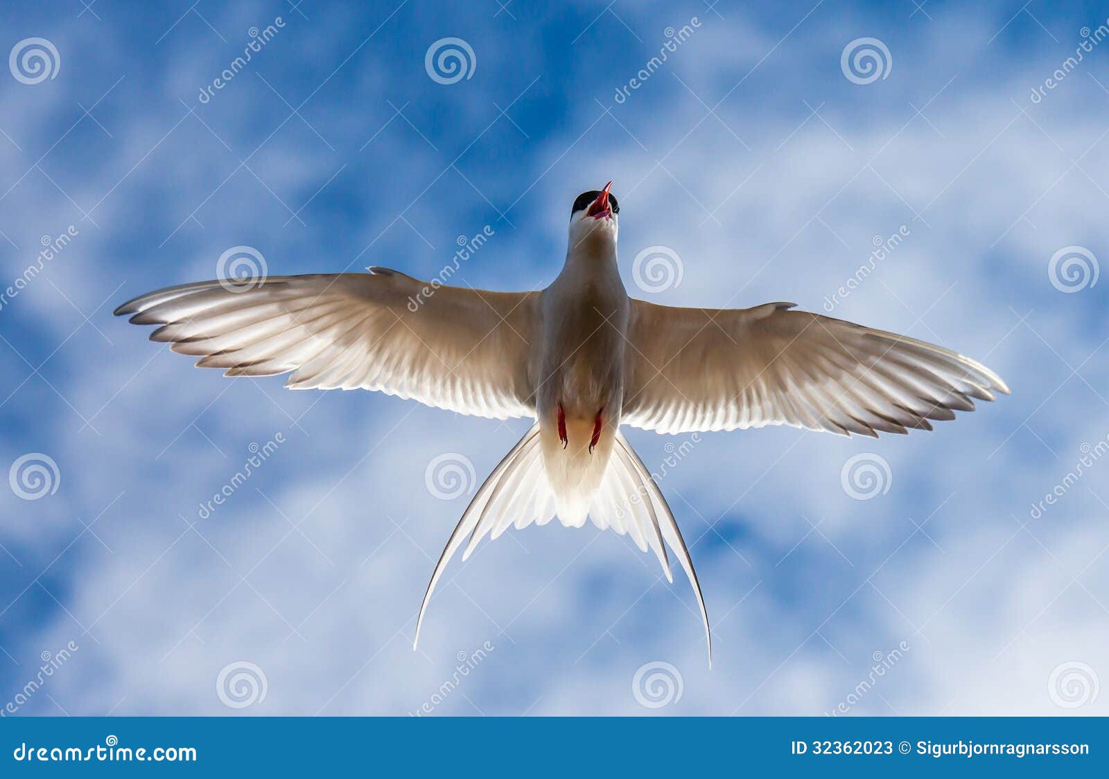 Artic Tern in Flight. stock image. Image of animals, fishing - 32362023