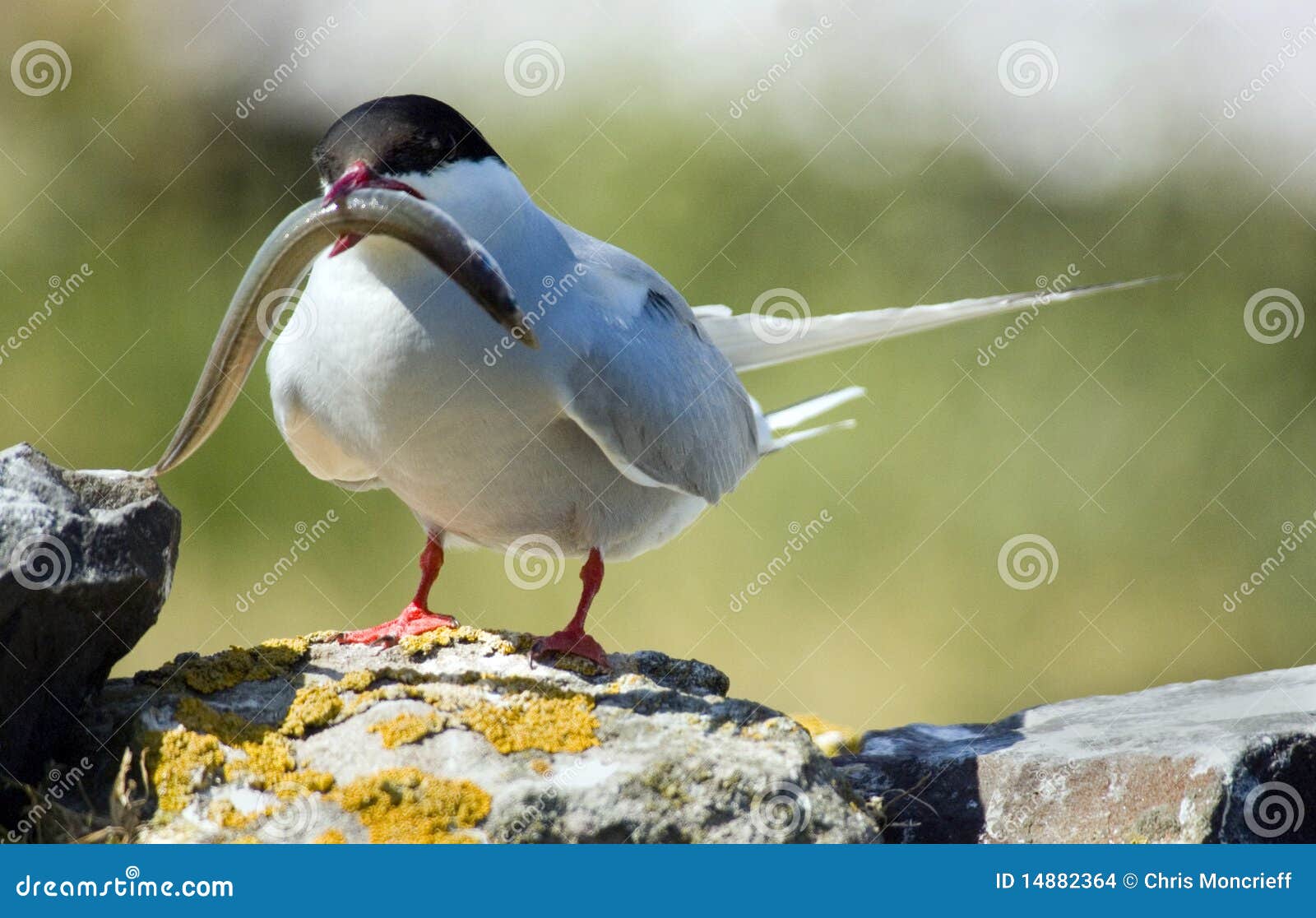 Artic Tern with Sand eel stock photo. Image of eels, chicks - 14882364