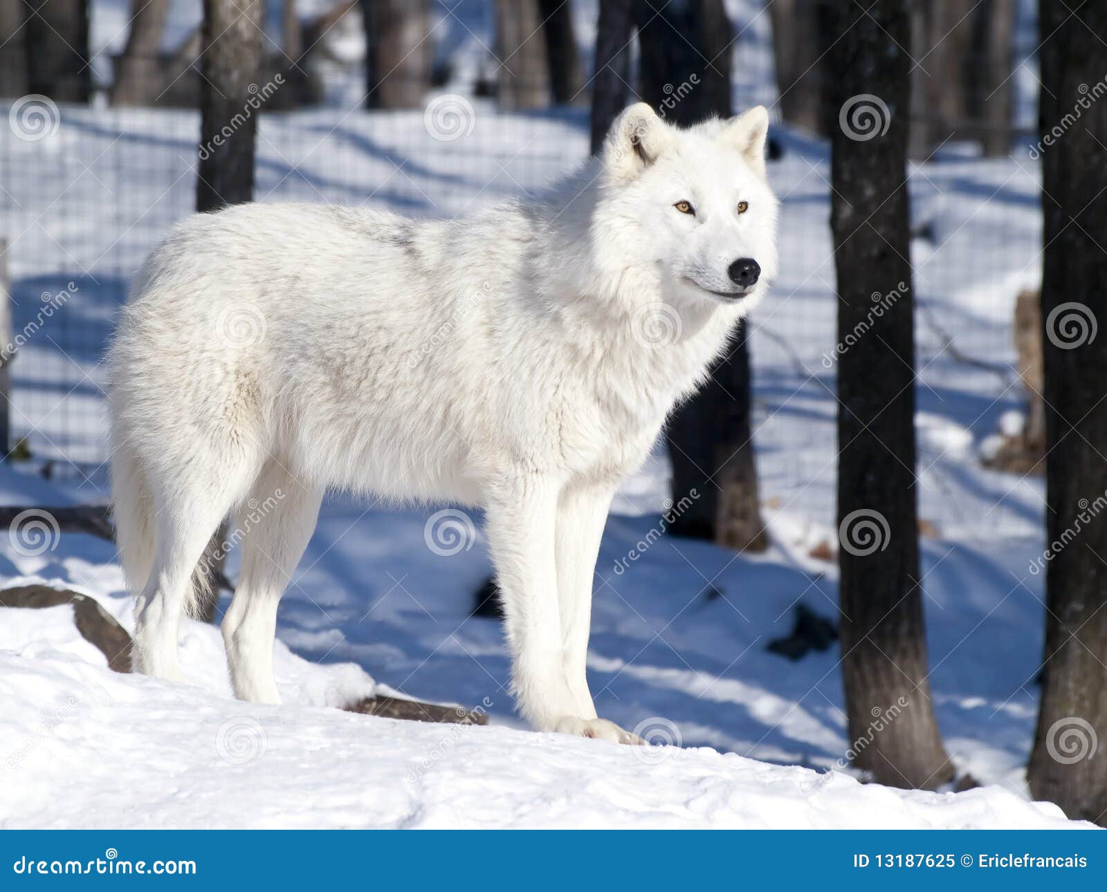 Artic wolf stock image. Image of calm, reserve, natural - 13187625