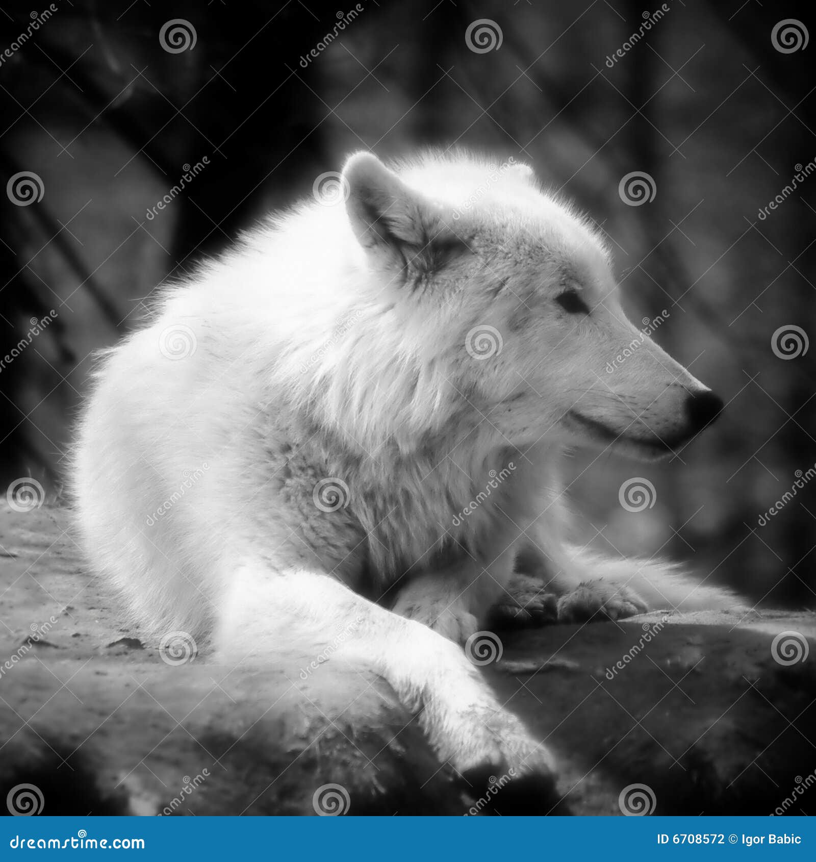 Artic Wolf BW stock photo. Image of bush, countryside - 6708572