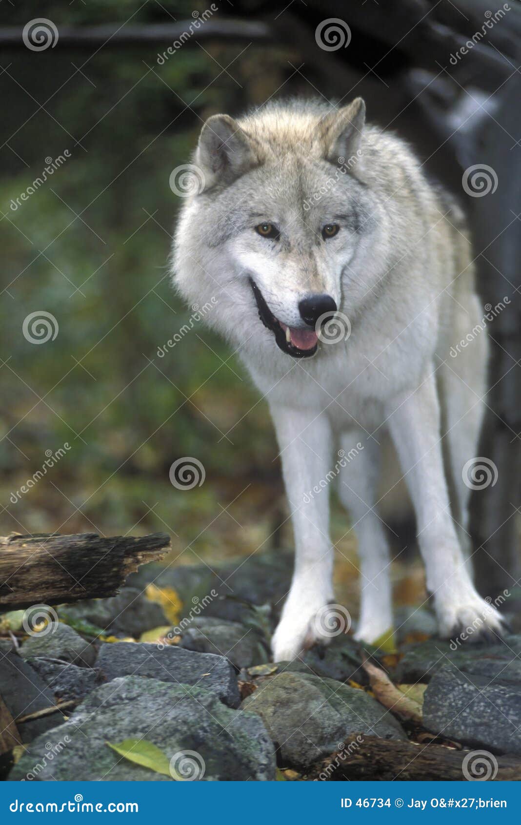 Artic wolf posing stock photo. Image of white, fall, powerful - 46734