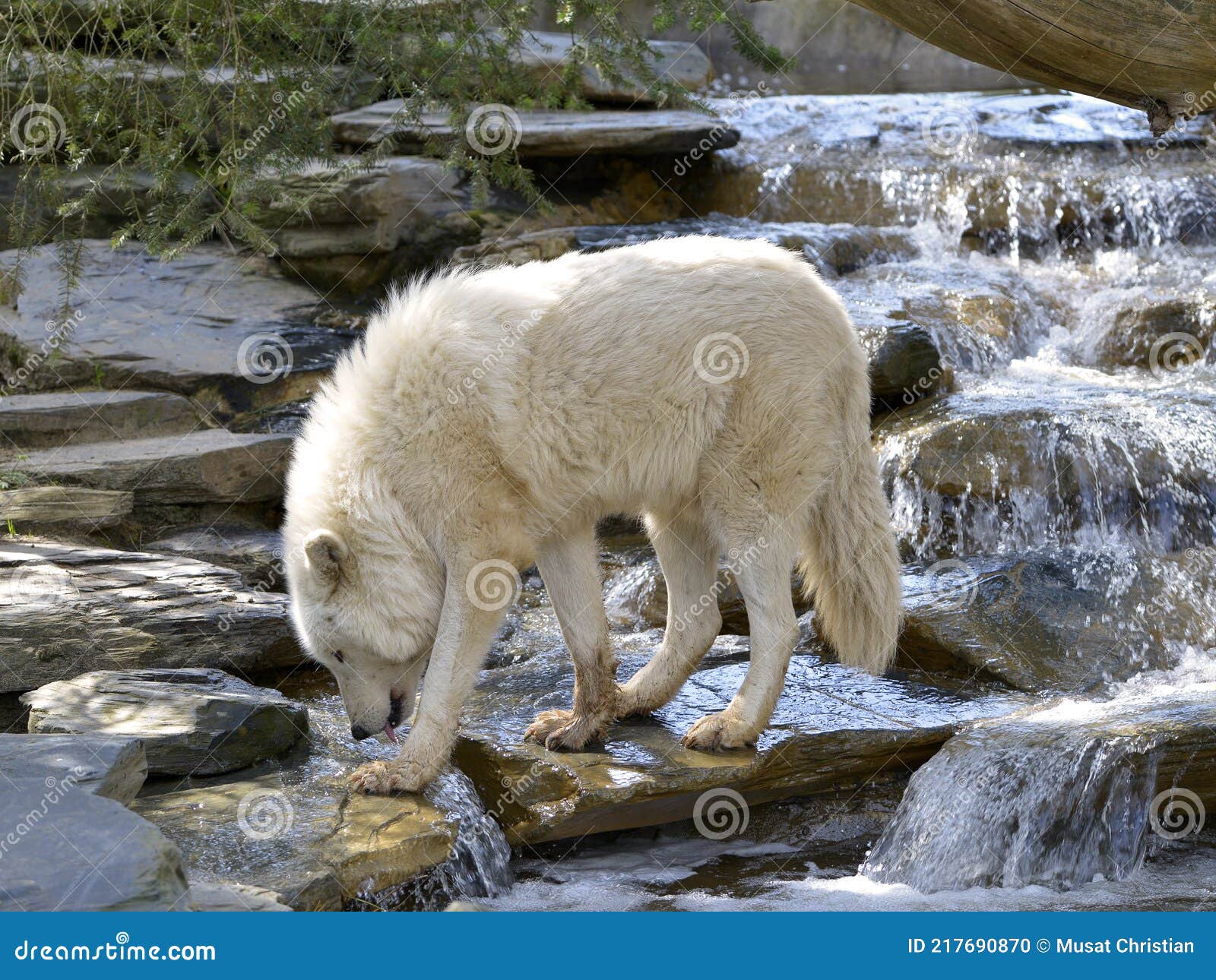 Artic wolf in water stock photo. Image of nature, pond - 217690870