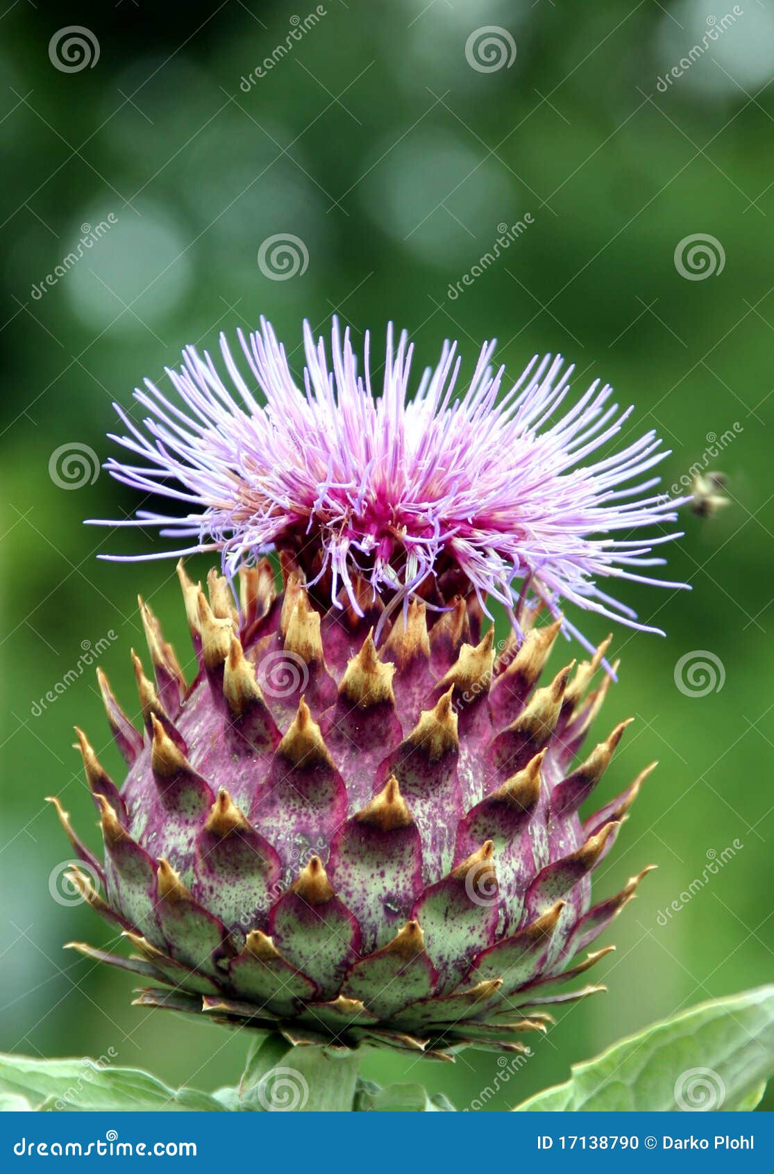Artichoke - Cynara Cardunculus Stock Photo - Image of macro, flowers ...