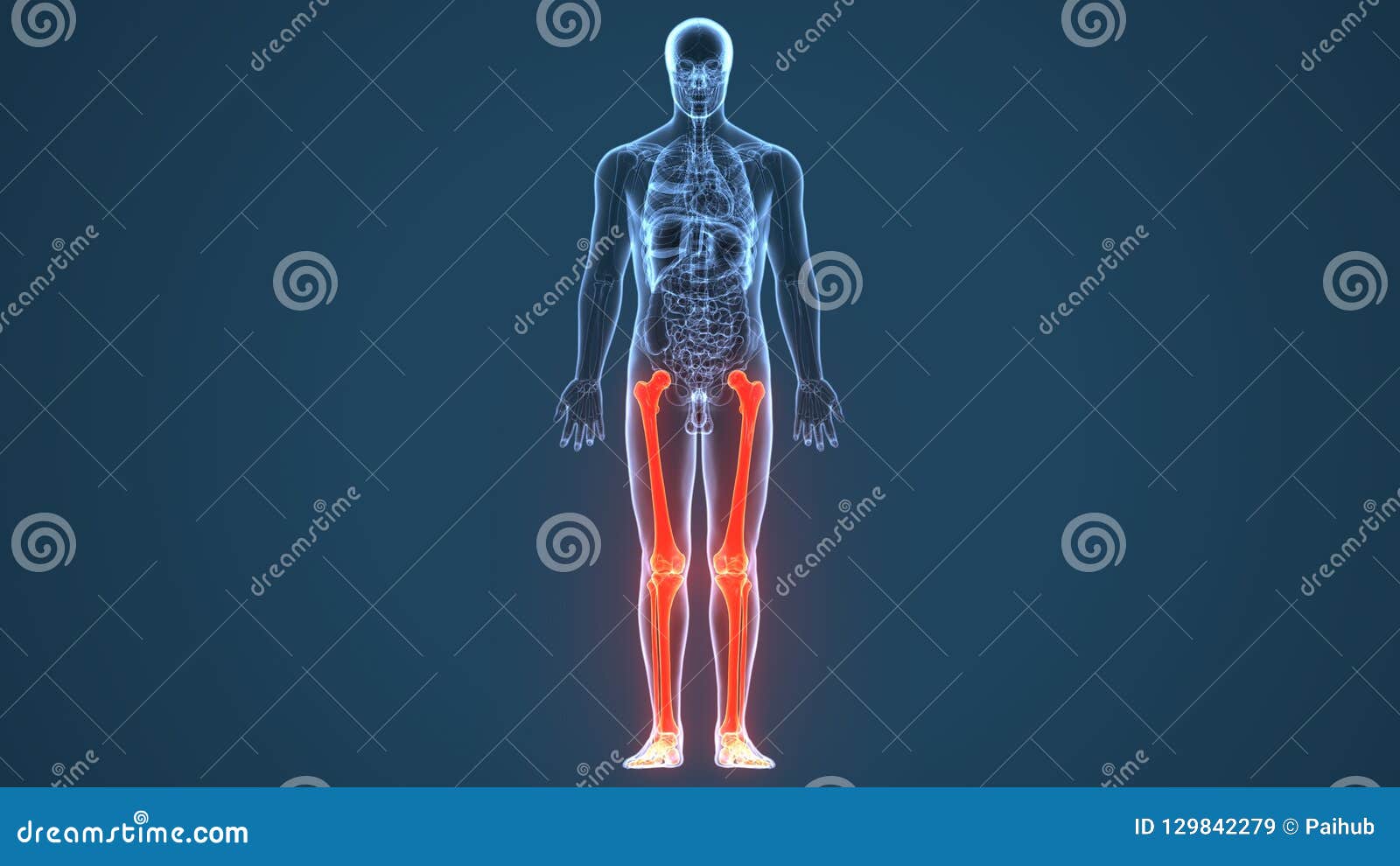 3d Illustration of Human Skeleton Leg Bones Anatomy Stock Illustration ...
