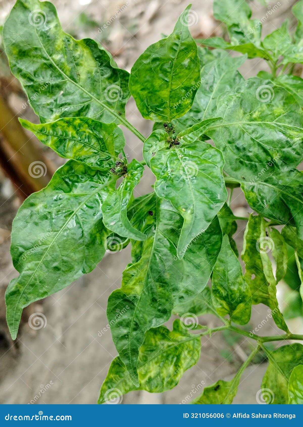 Get To Know More Closely: Chili Leaves and Their Extraordinary Benefits ...