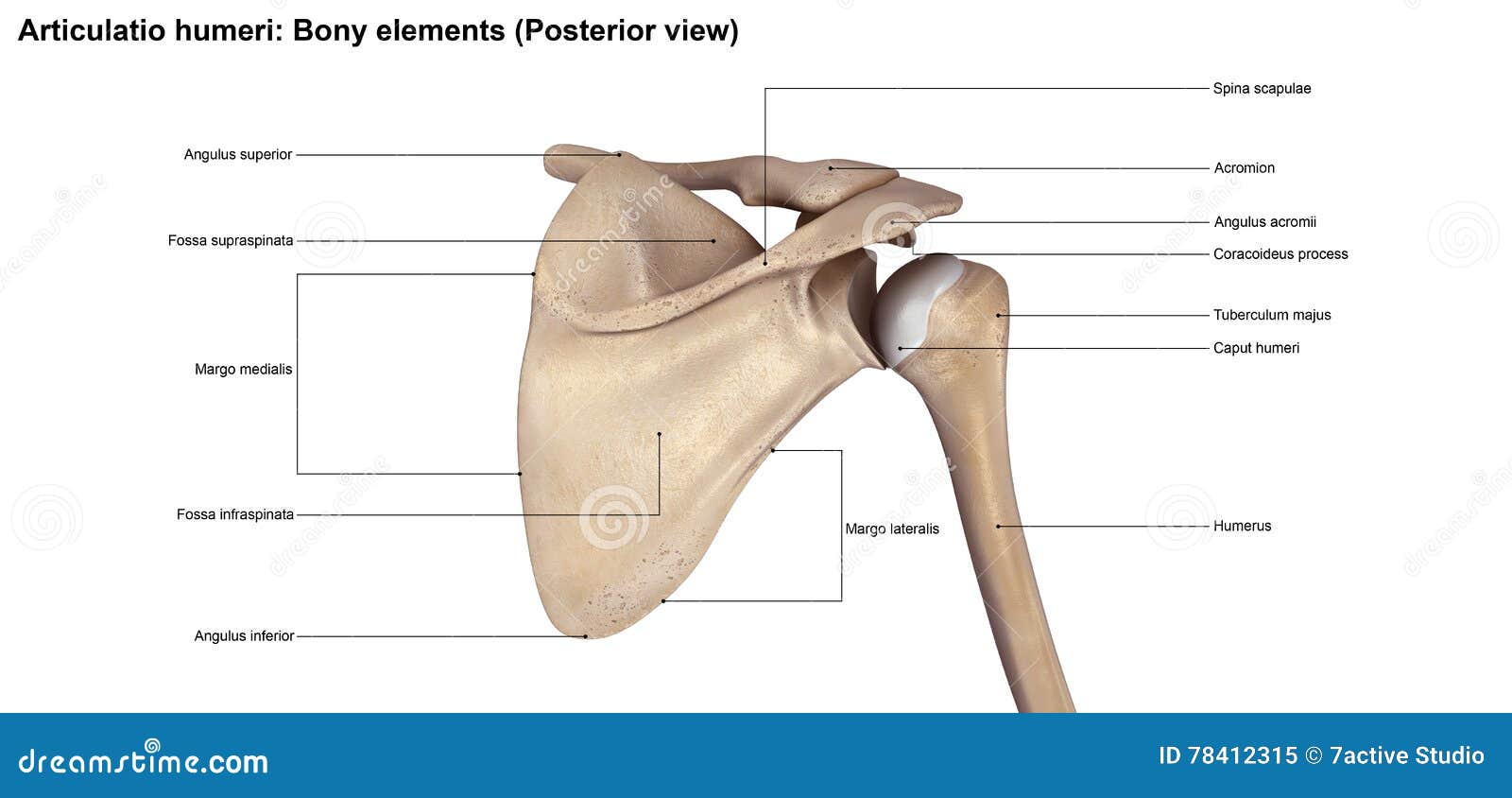 Humerus Posterior View