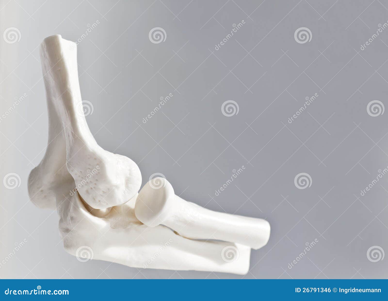 Articulation De Coude 3D/os Photo stock - Image du commun, médical ...