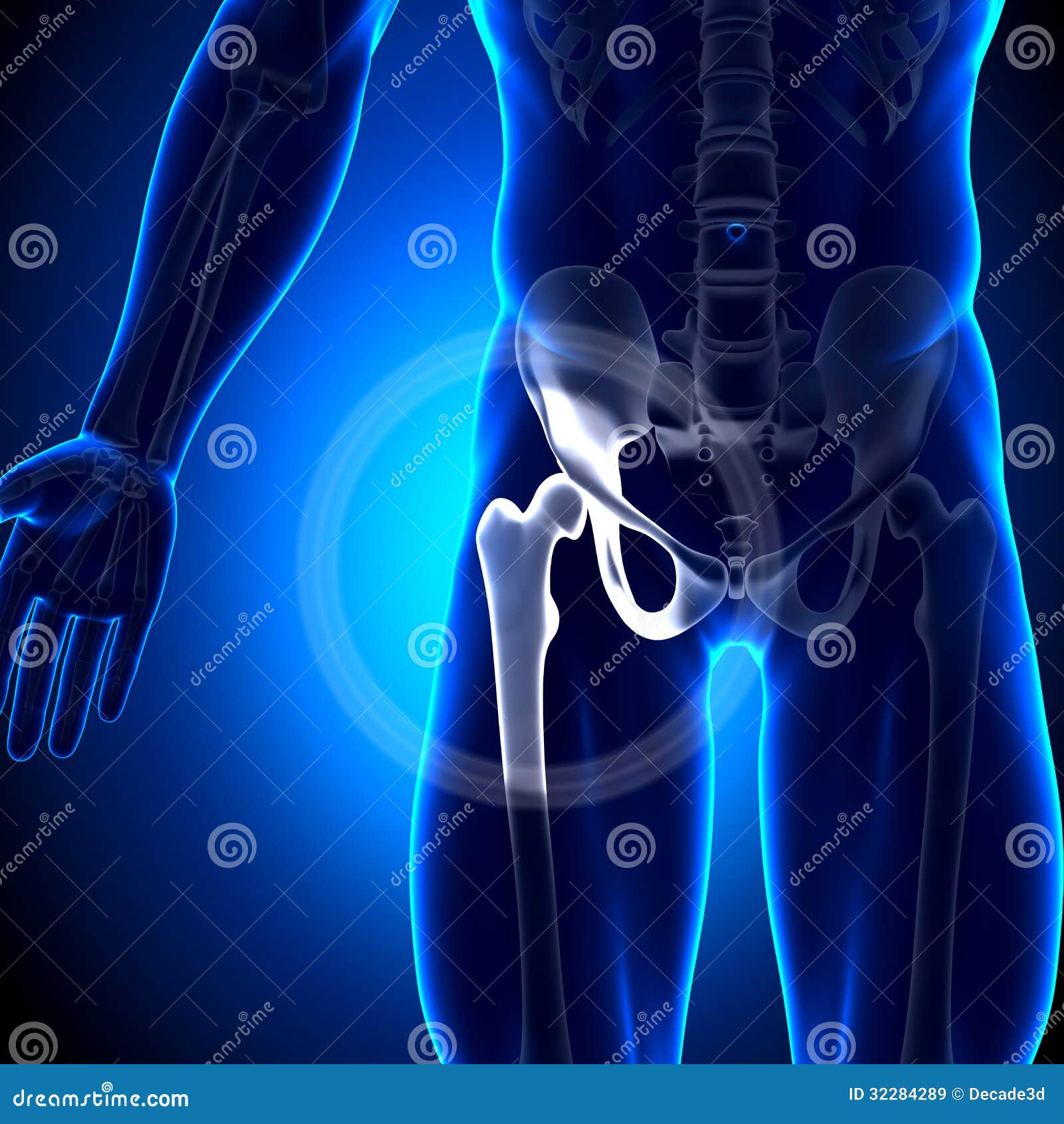 Articulation De La Hanche - Os D'anatomie Illustration Stock ...