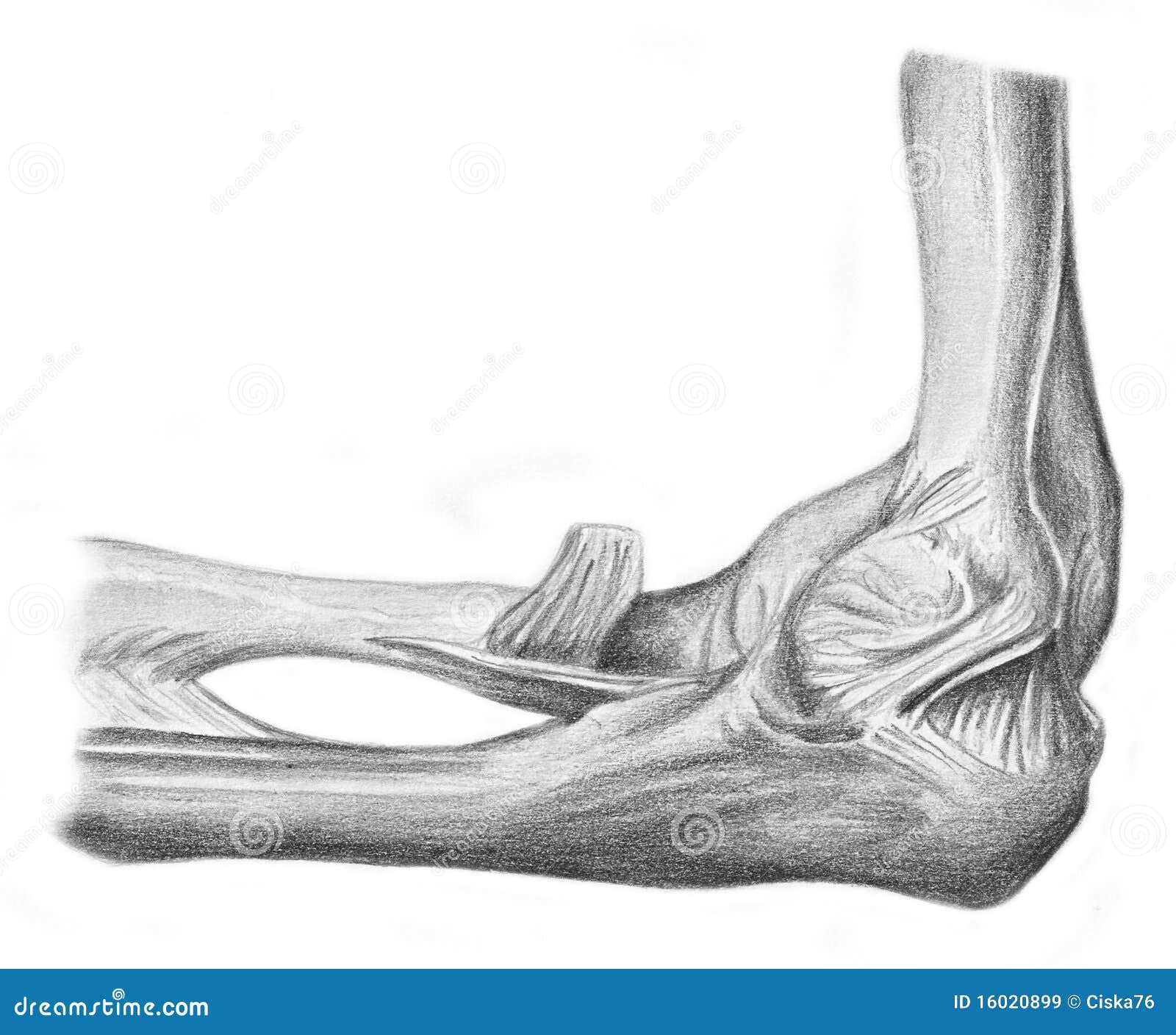 Elbow Skeleton Stock Illustrations – 4,141 Elbow Skeleton Stock ...