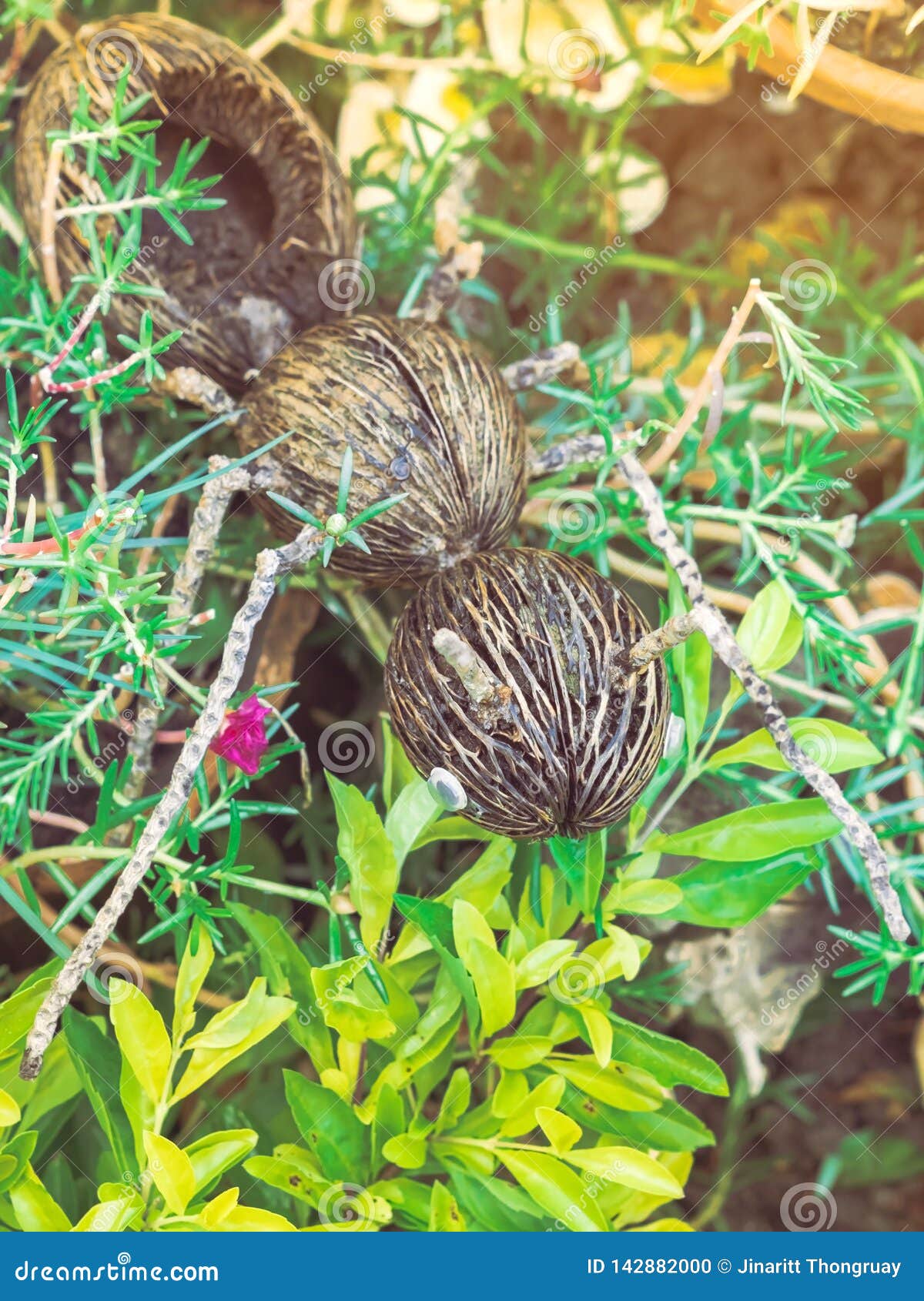 An Artificial Ant Statue Made from Coconut, Decorated on Trees Stock ...