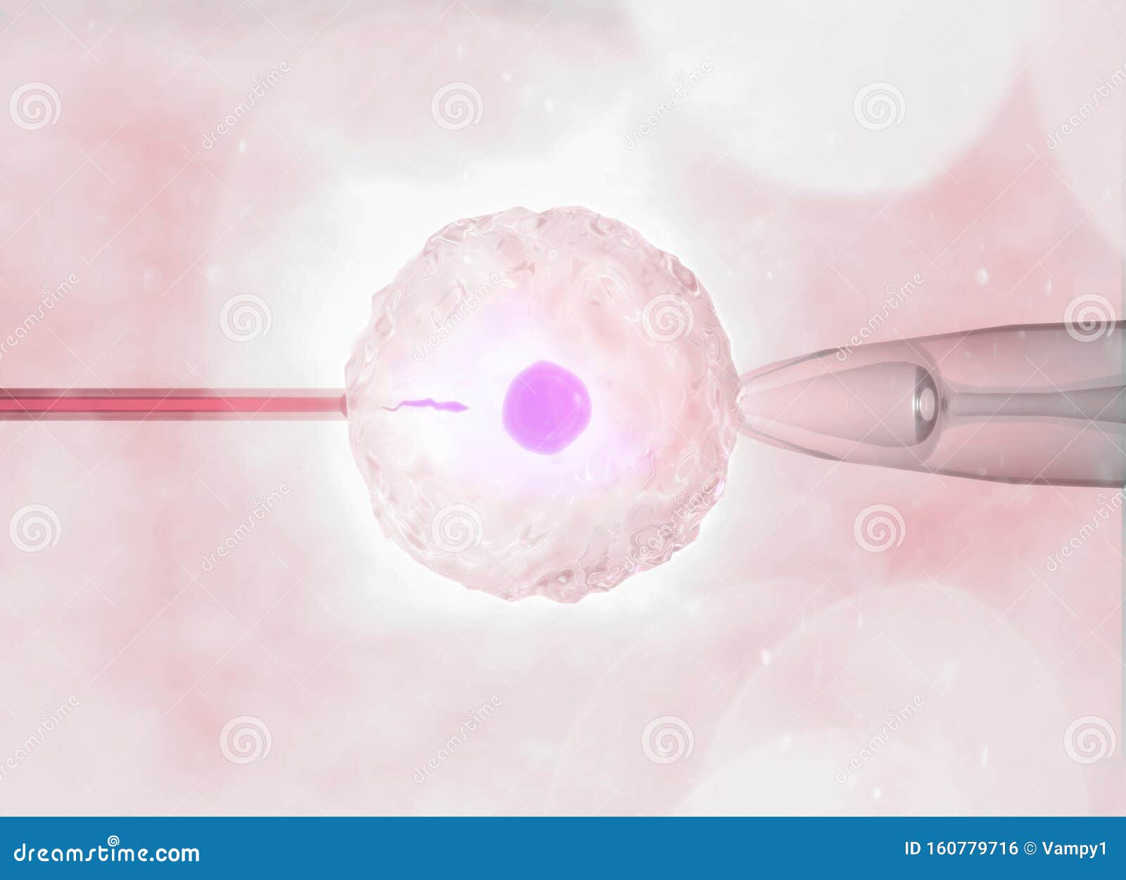 Artificial Or Assisted Fertilization, Ovum Under A Microscope Royalty ...