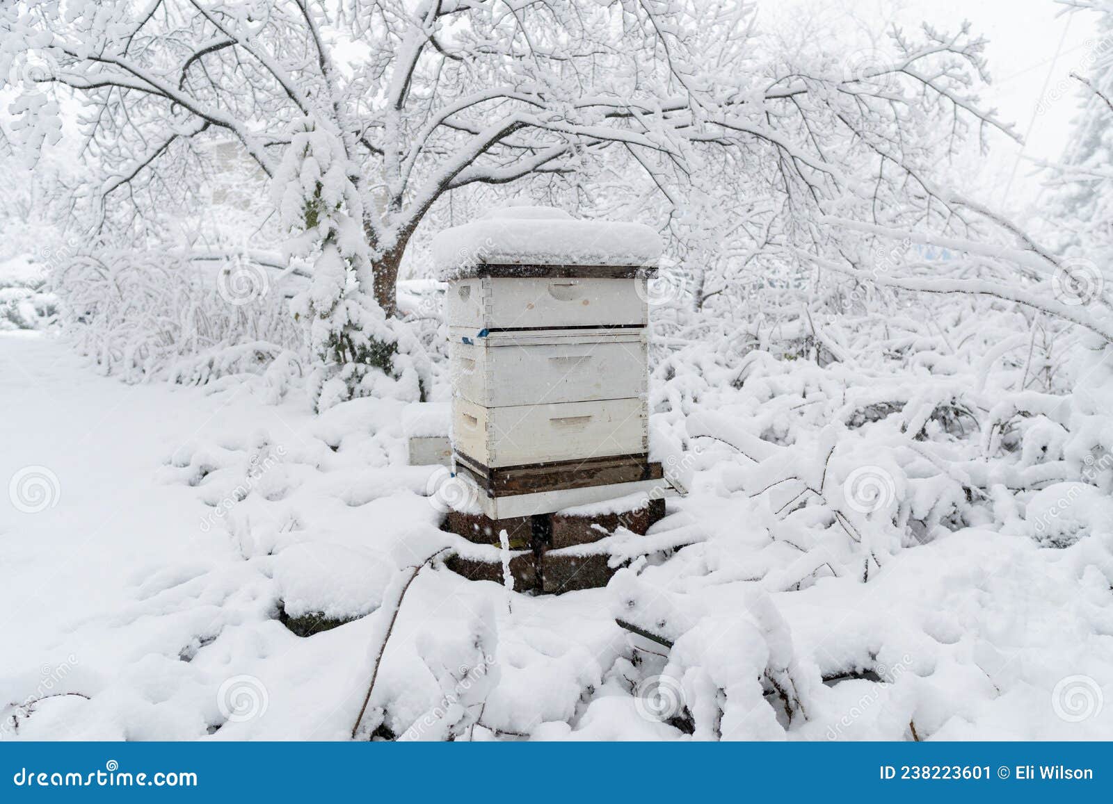 Bee Hive in the Snow stock image. Image of cold, nature - 238223601