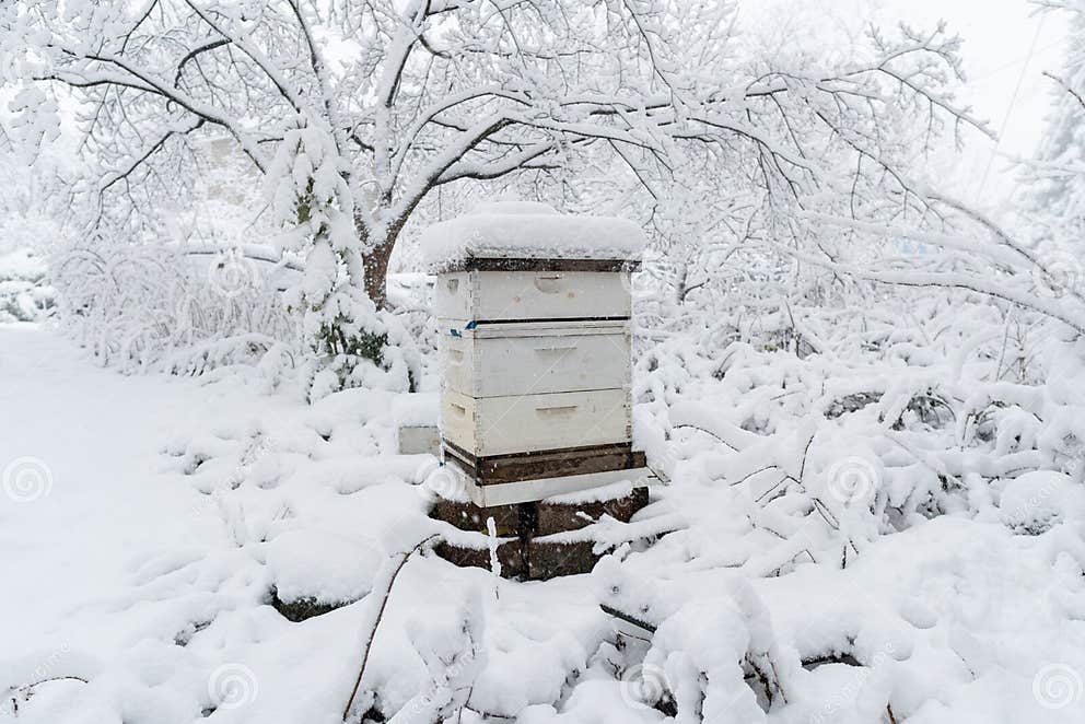 Bee Hive in the Snow stock image. Image of cold, nature - 238223601