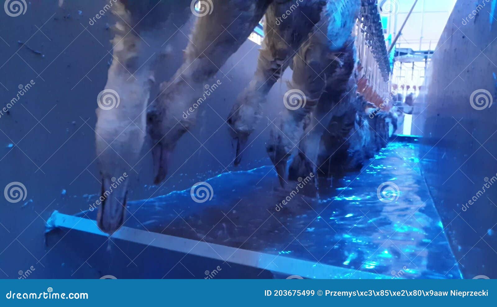 Electric Stunning of Ducks on the Slaughter Line. Artificial Blue Light ...