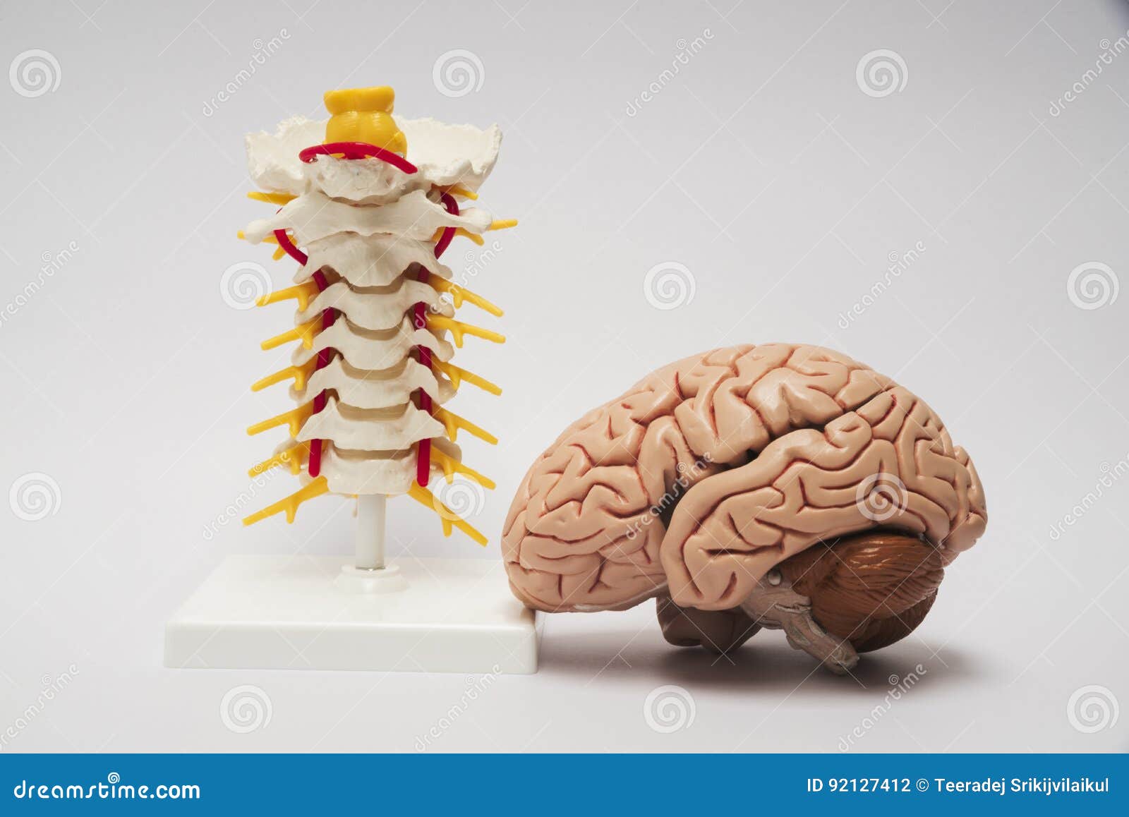 Real Human Brain And Spinal Cord