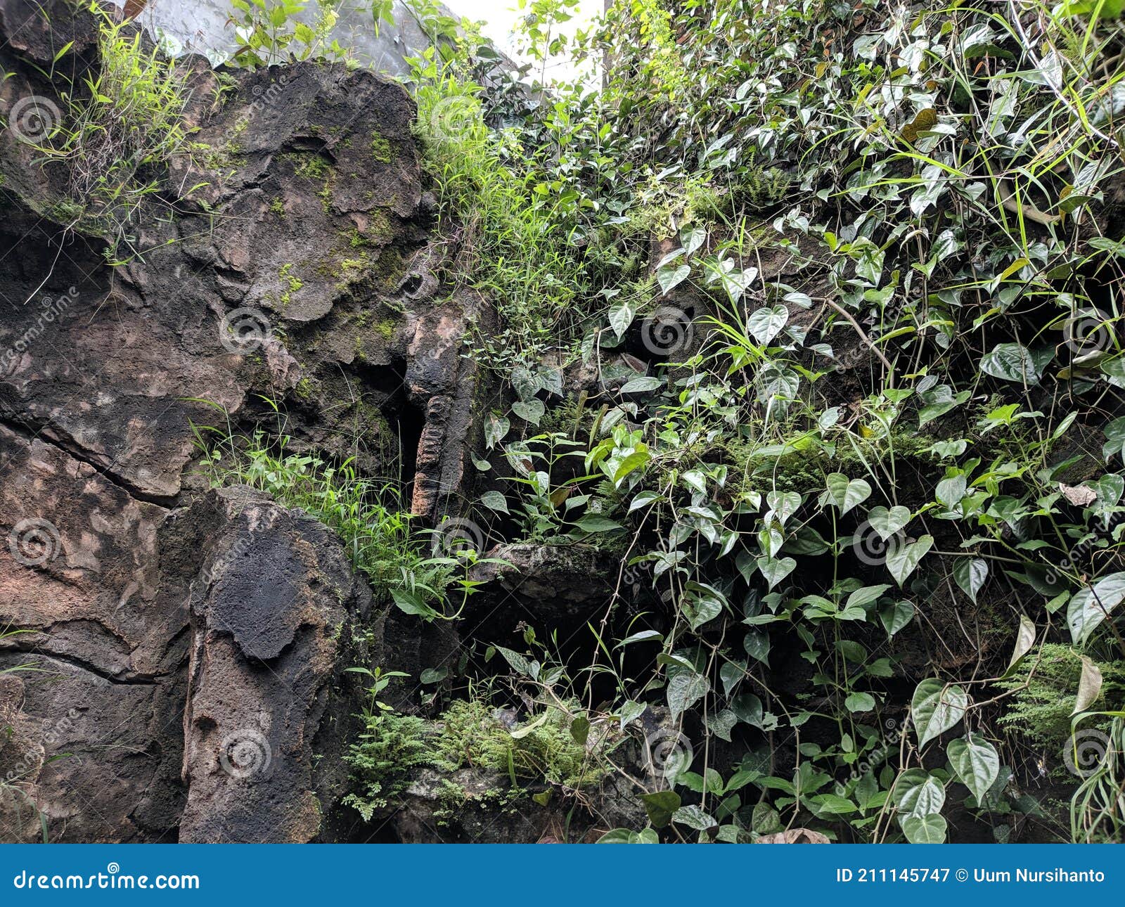 Artificial Cliff Overgrown with Betel Leaves Stock Image - Image of ...