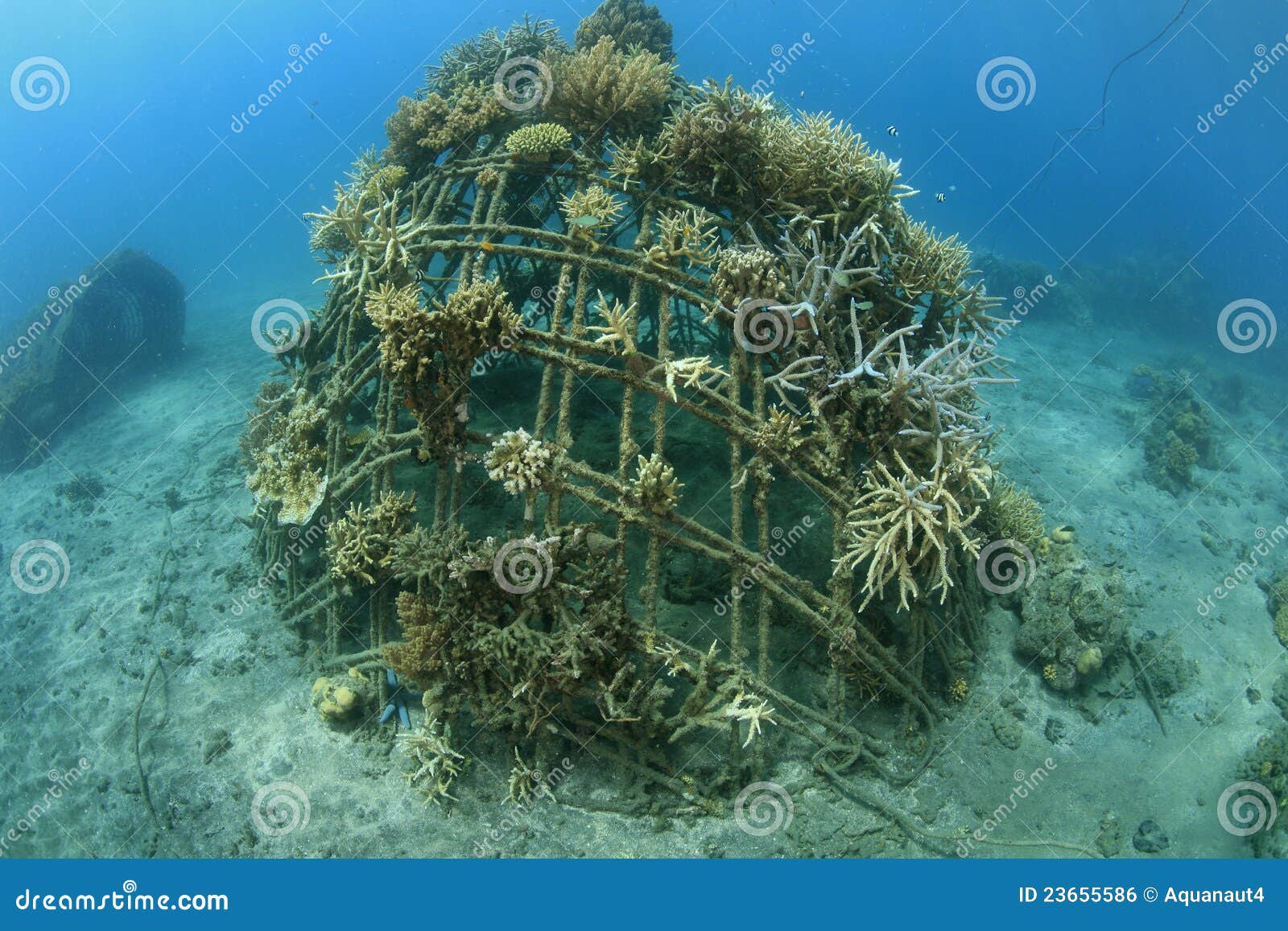 Artificial coral reef stock photo. Image of clear, bali - 23655586