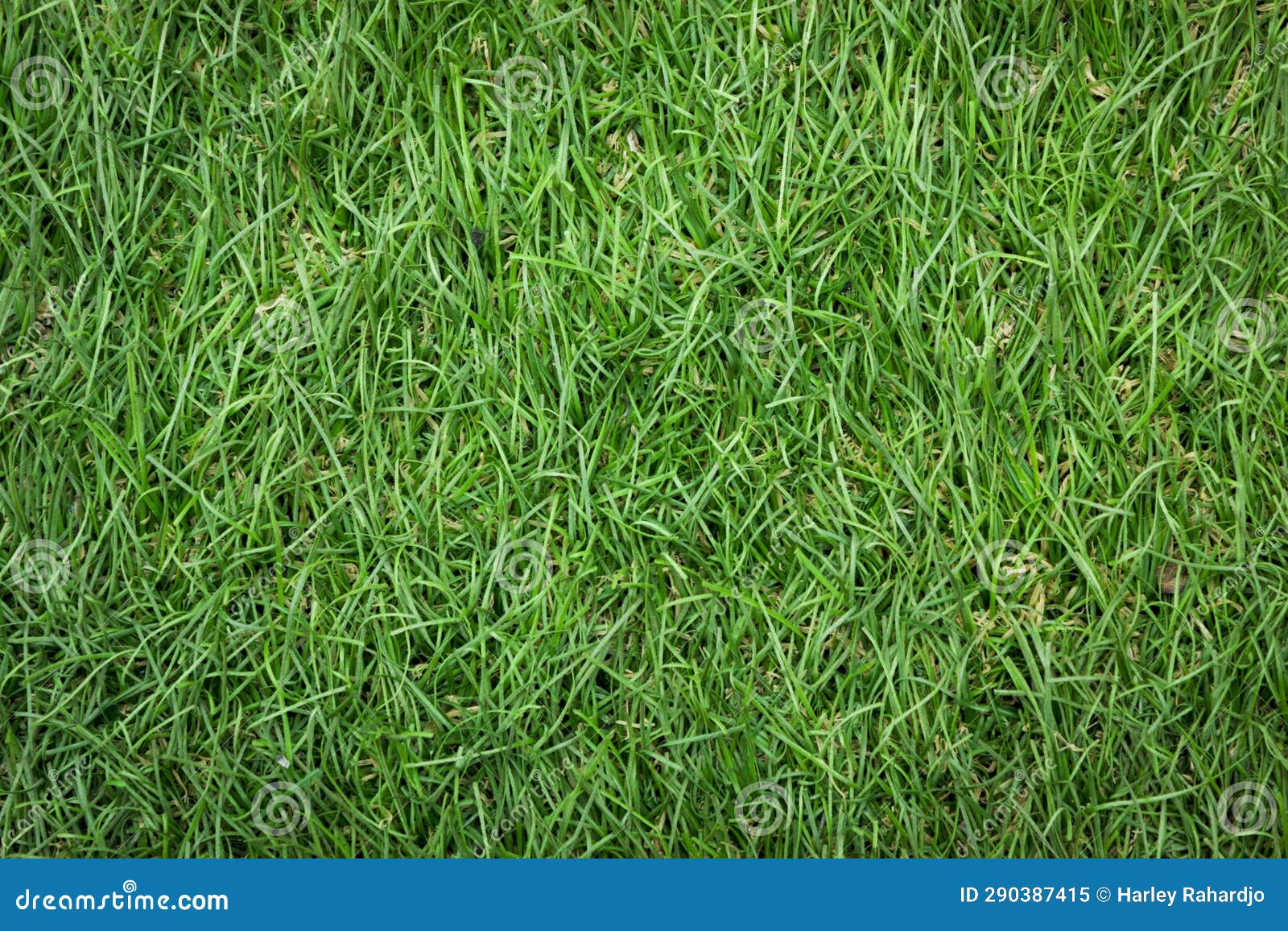 Artificial Fake Grass Texture Background, Green Color, Top View Angle ...