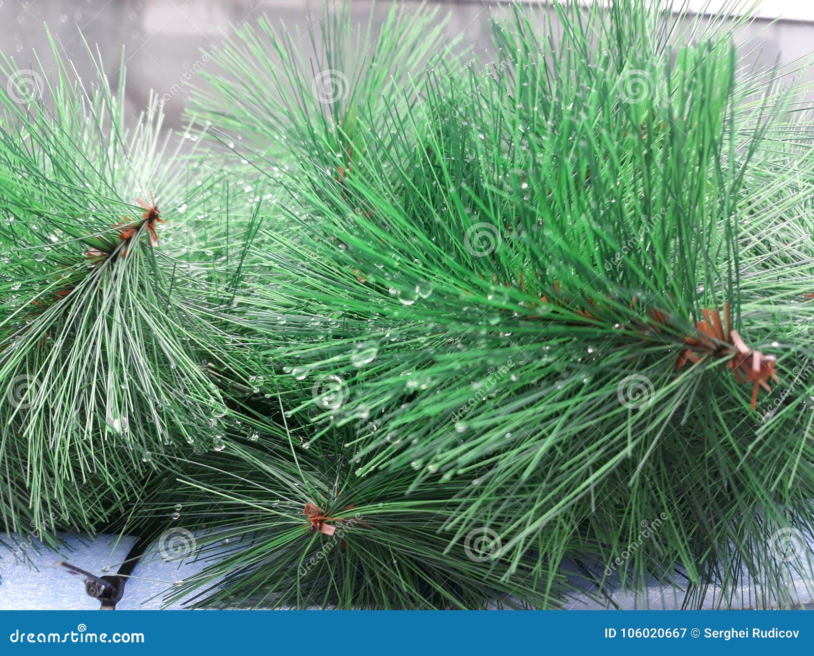 Artificial Fir Tree Twig with Dew Drops Stock Image - Image of gifts ...