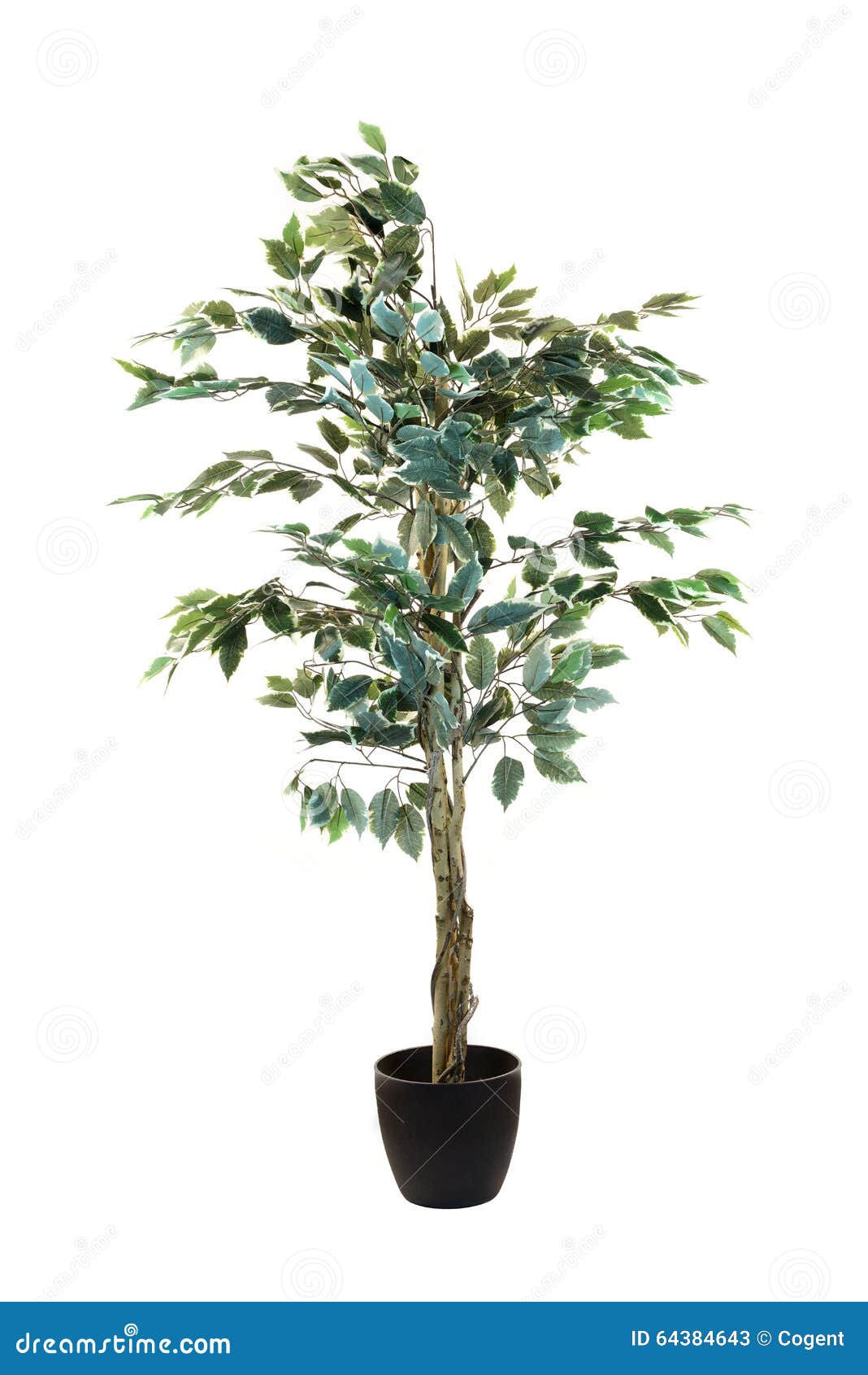 Fiscus Tree Stock Photos - Free & Royalty-Free Stock Photos from Dreamstime