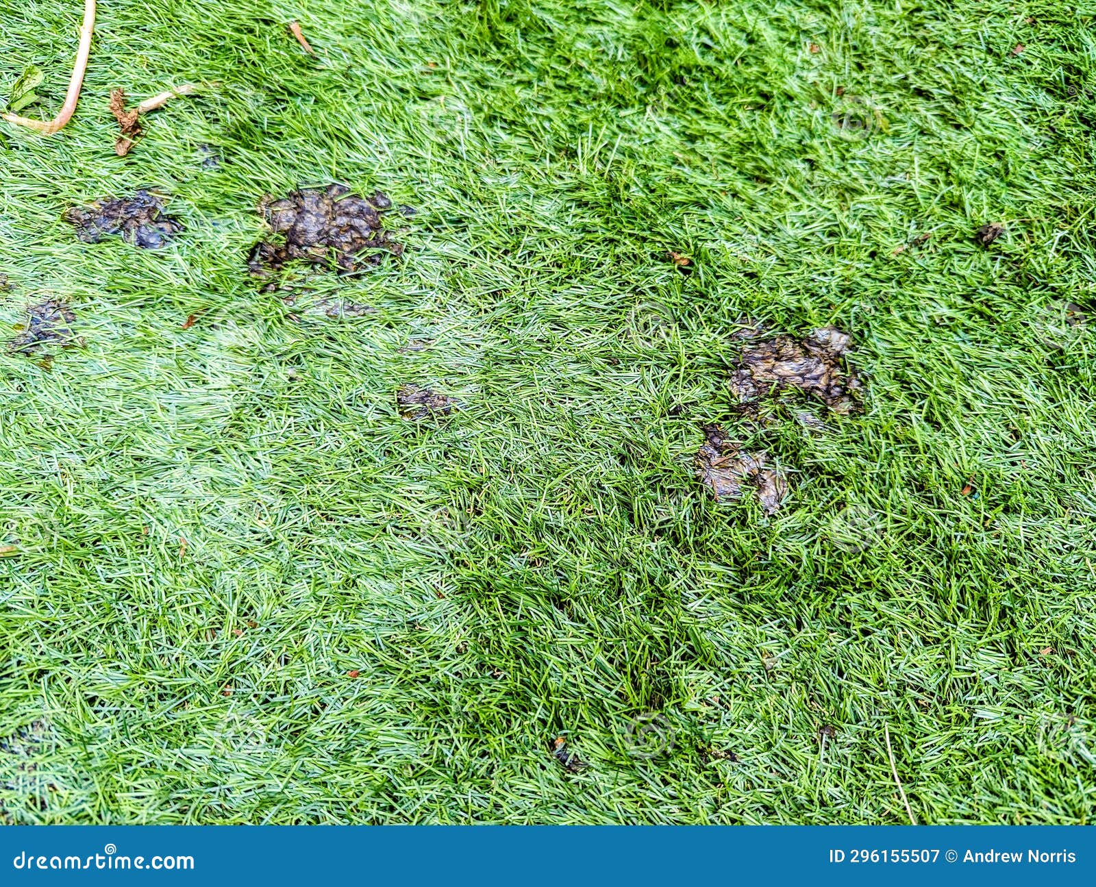 Artificial Grass Poop stock image. Image of workmanship - 296155507