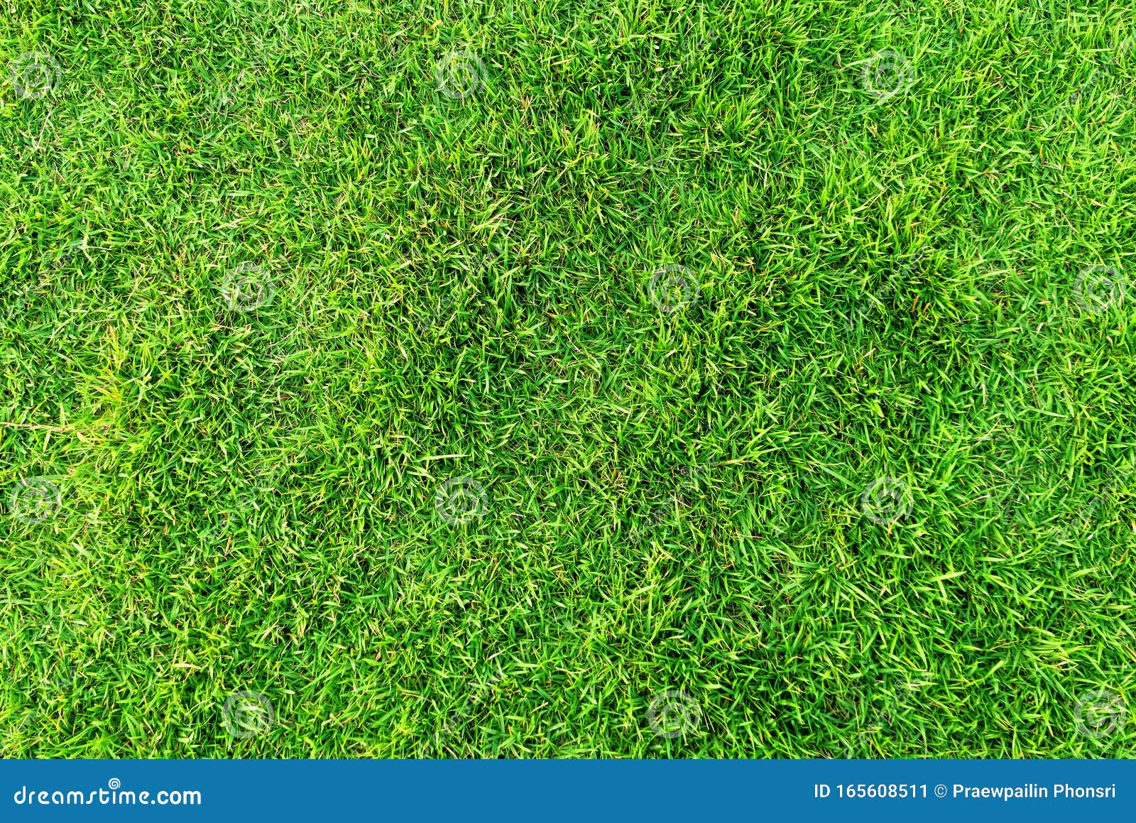 Artificial Green Grass Background Green Grass Floor Texture Ideal For Use Top View Sport Stock