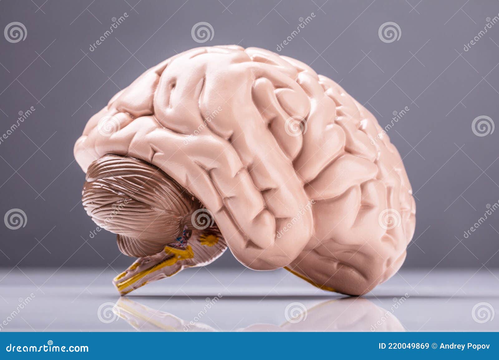Artificial Human Brain Model Stock Image - Image of intellectual, model ...