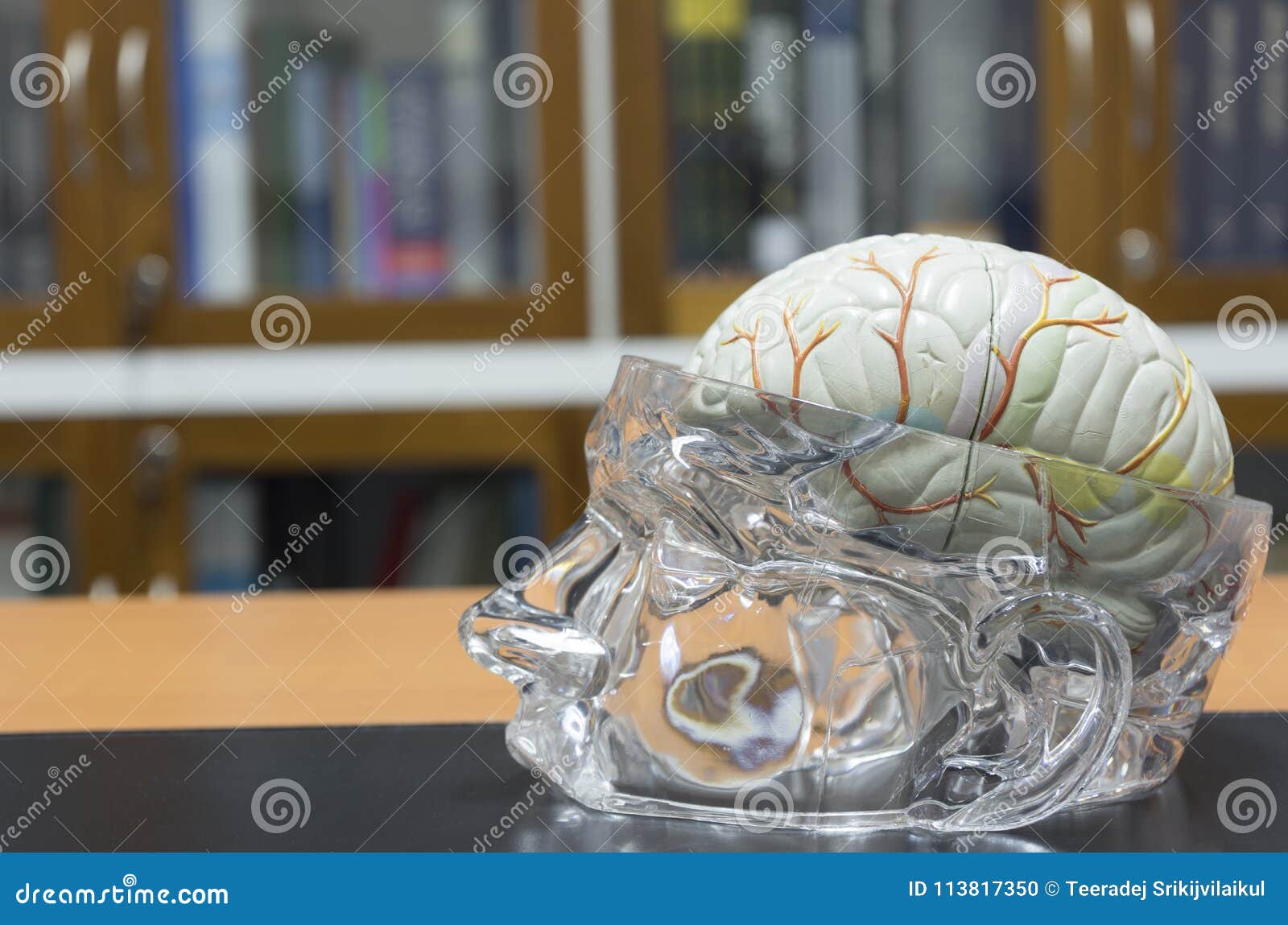 Brain model on the table stock photo. Image of model - 113817350