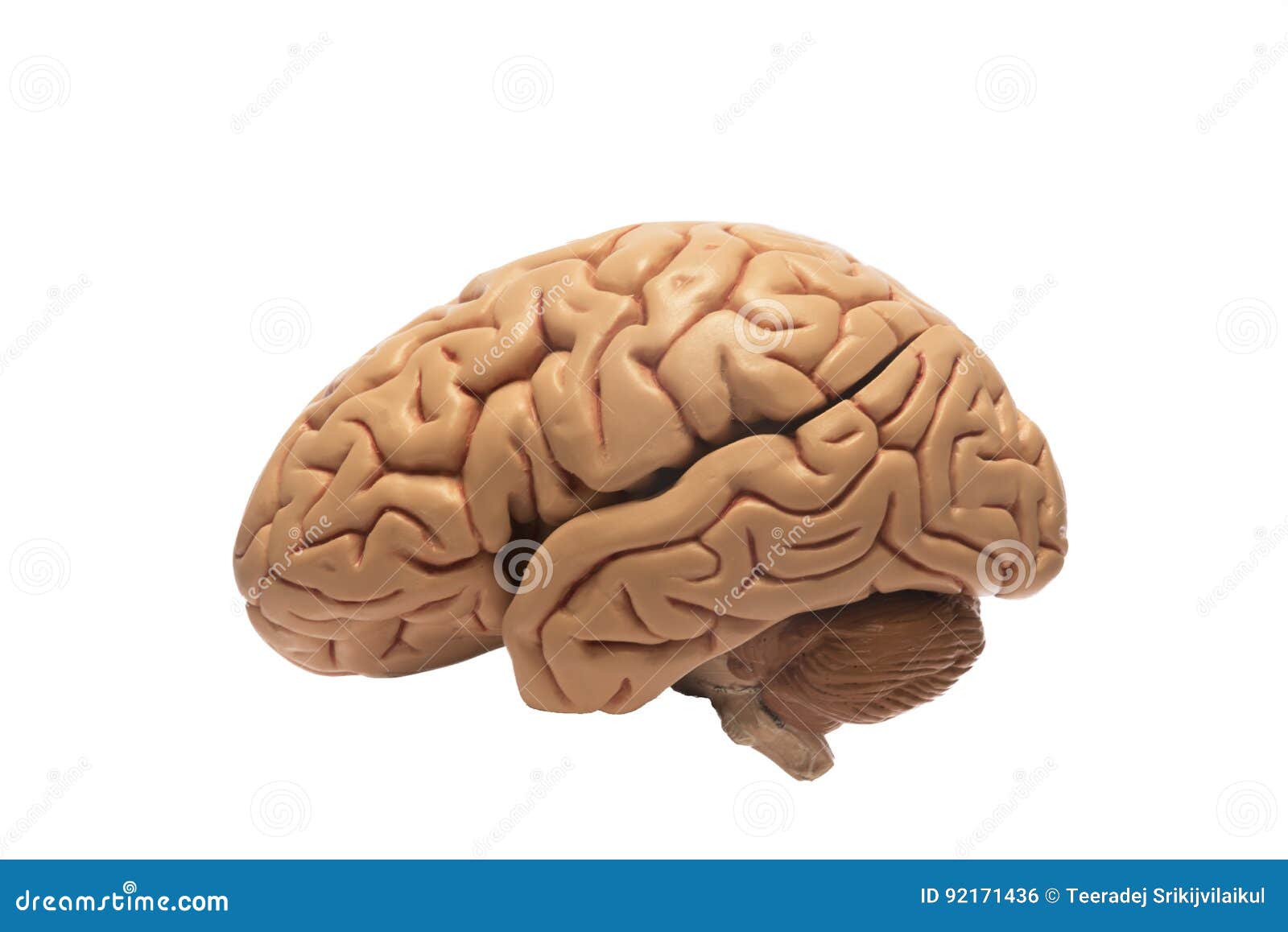 Artificial Human Brain Model, Left Sided View Stock Photo - Image of ...